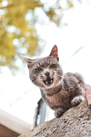 Angry Cat Photos, Download The BEST Free Angry Cat Stock Photos & HD Images