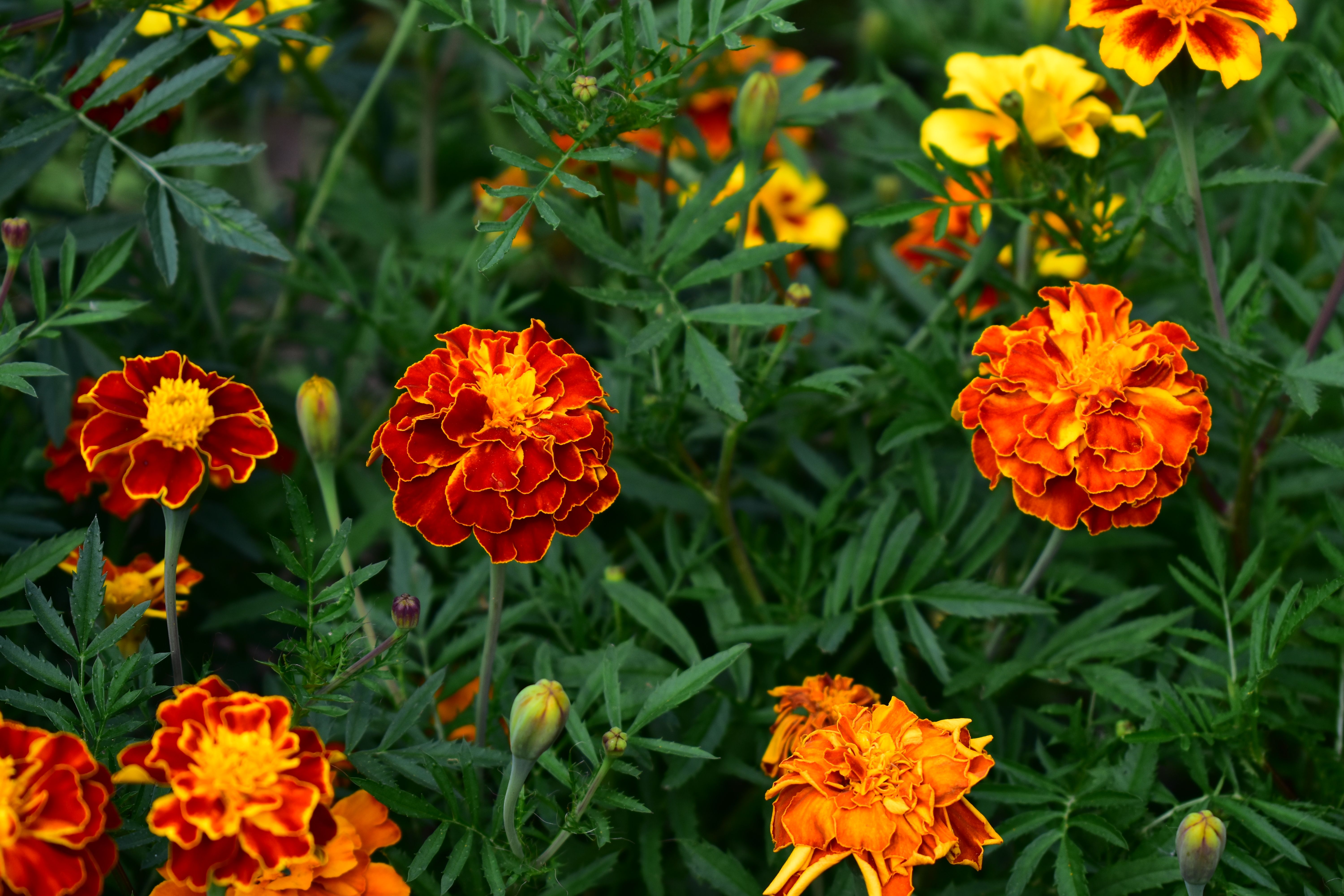 Red Marigold Flowers · Free Stock Photo