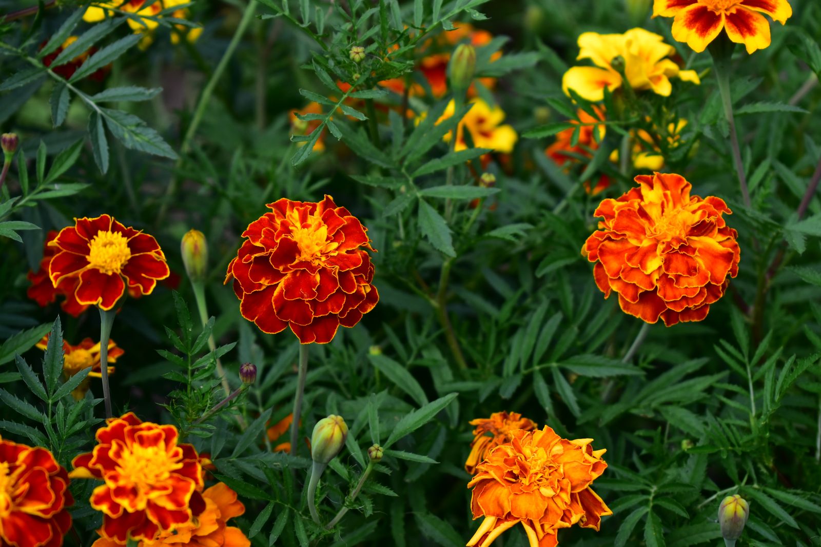 Red Marigold Photos, Download The BEST Free Red Marigold Stock Photos ...