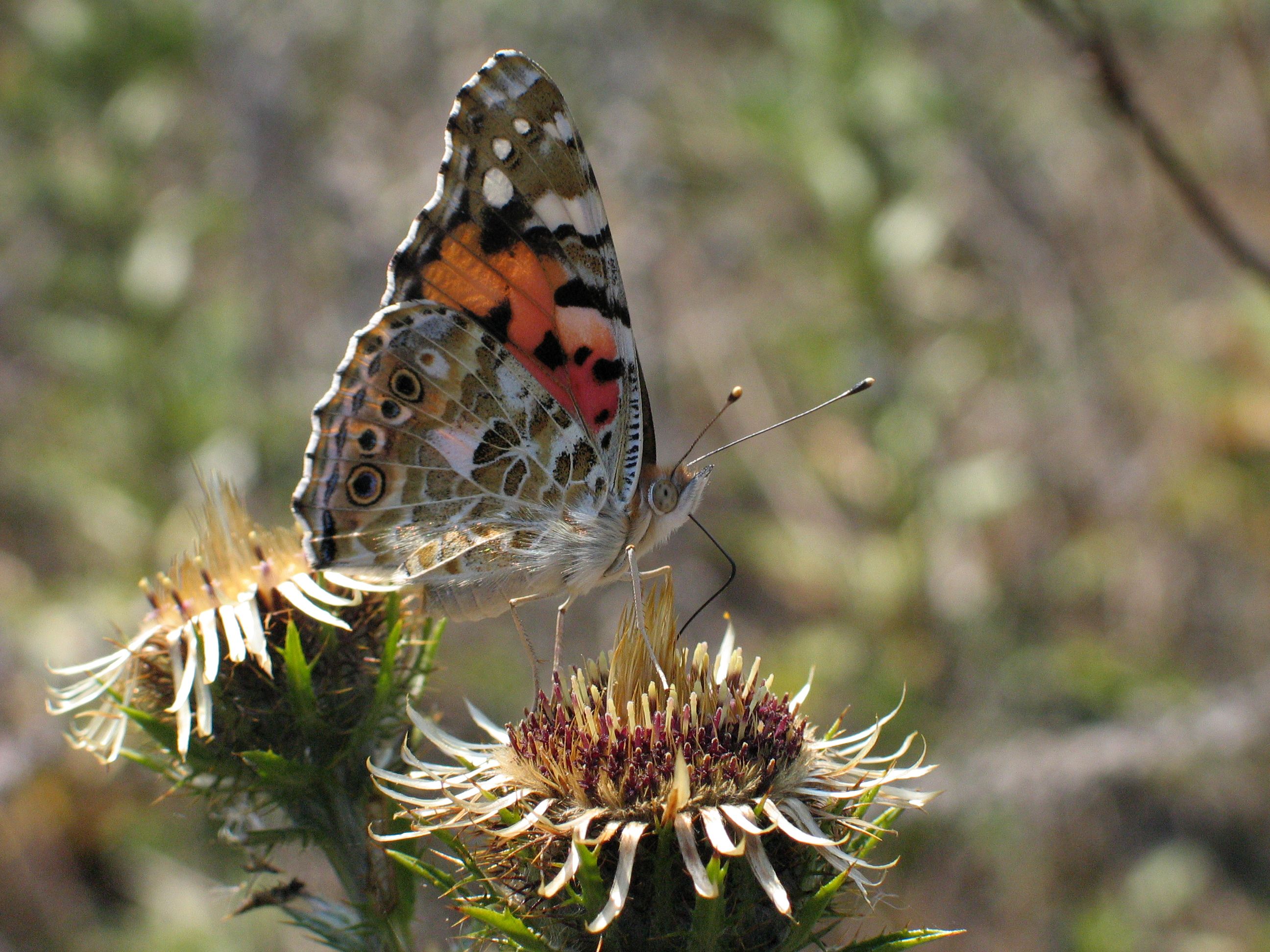 Cocoon With Butterfly Photos, Download The BEST Free Cocoon With ...