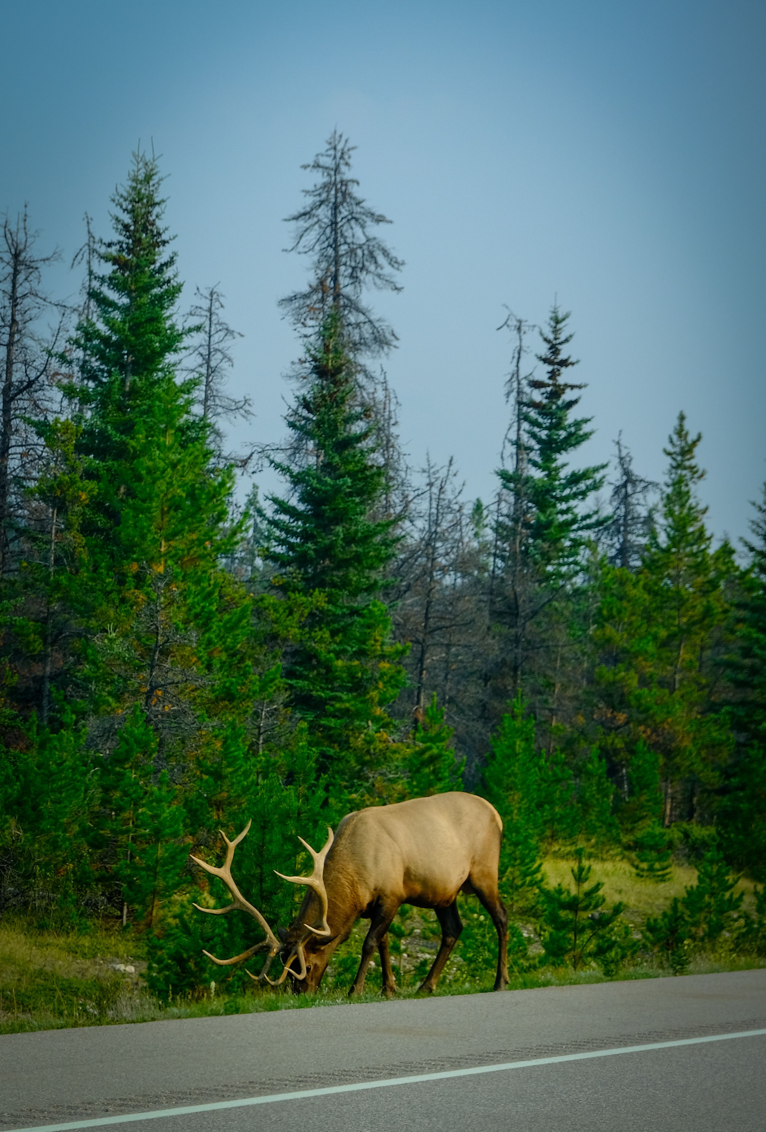 Brown Moose · Free Stock Photo