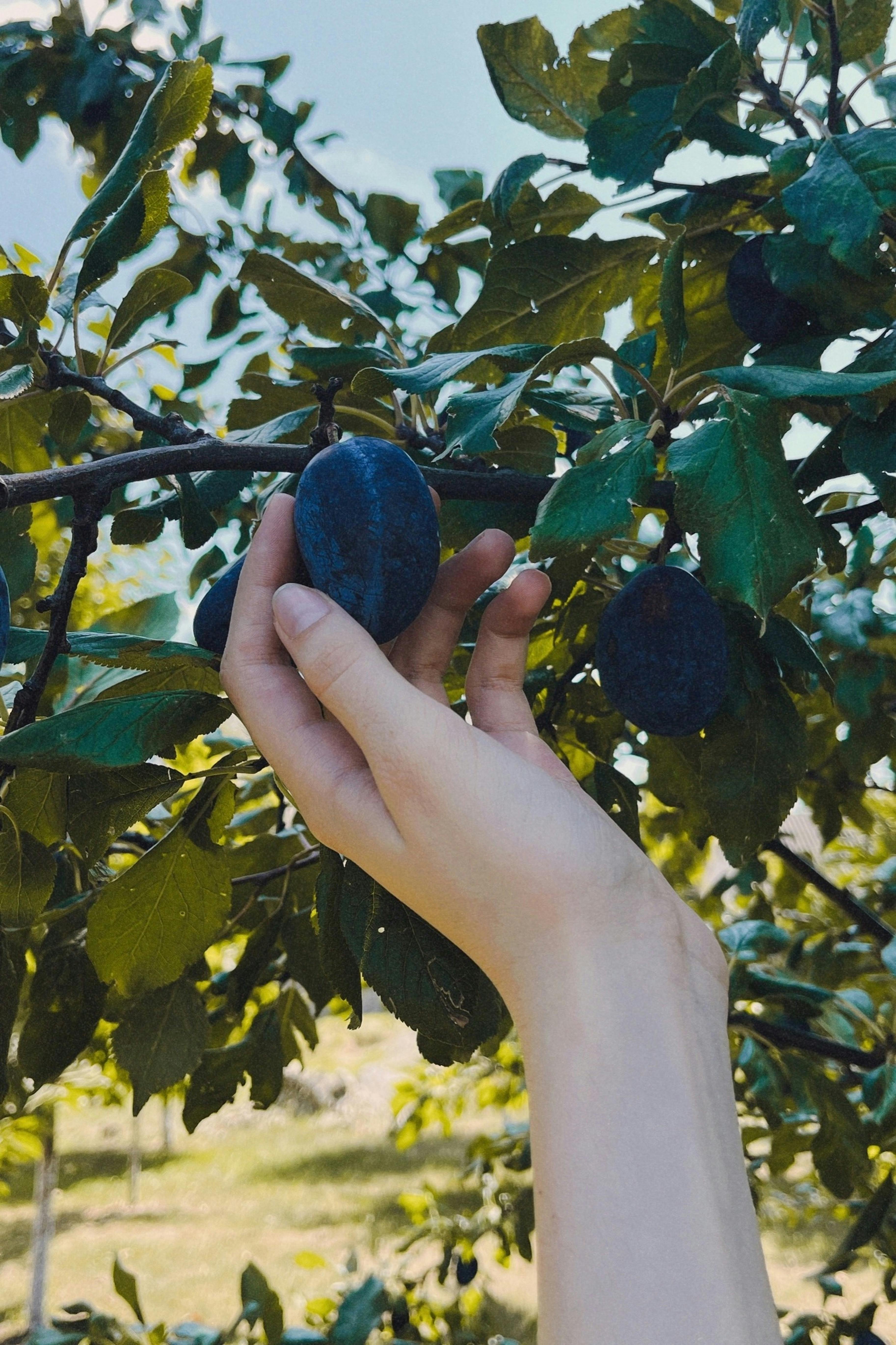 Hand Plucking Plum from Tree · Free Stock Photo