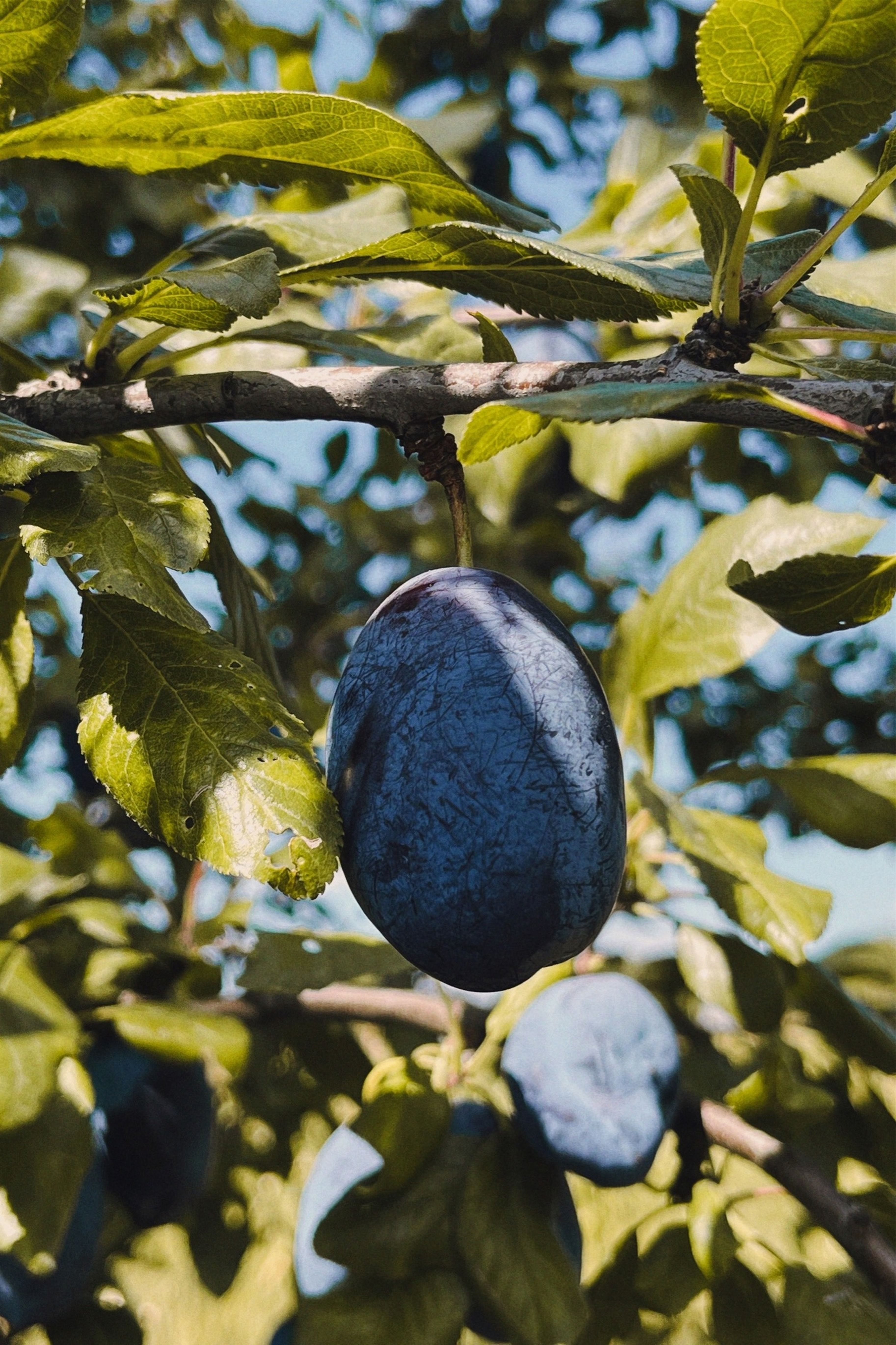 A blue plum on a tree with leaves · Free Stock Photo