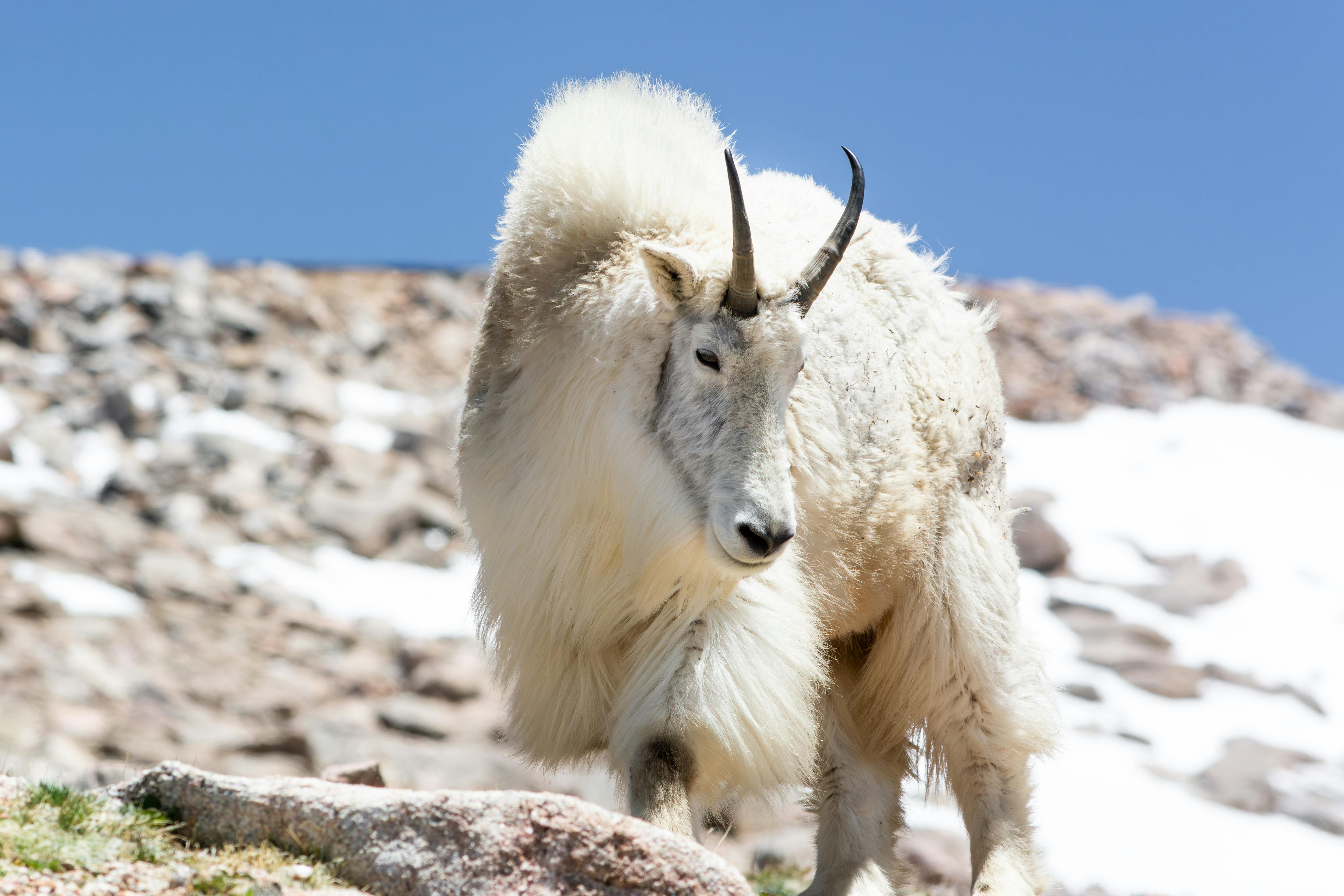 Fluffy Goat Photos, Download The BEST Free Fluffy Goat Stock Photos ...