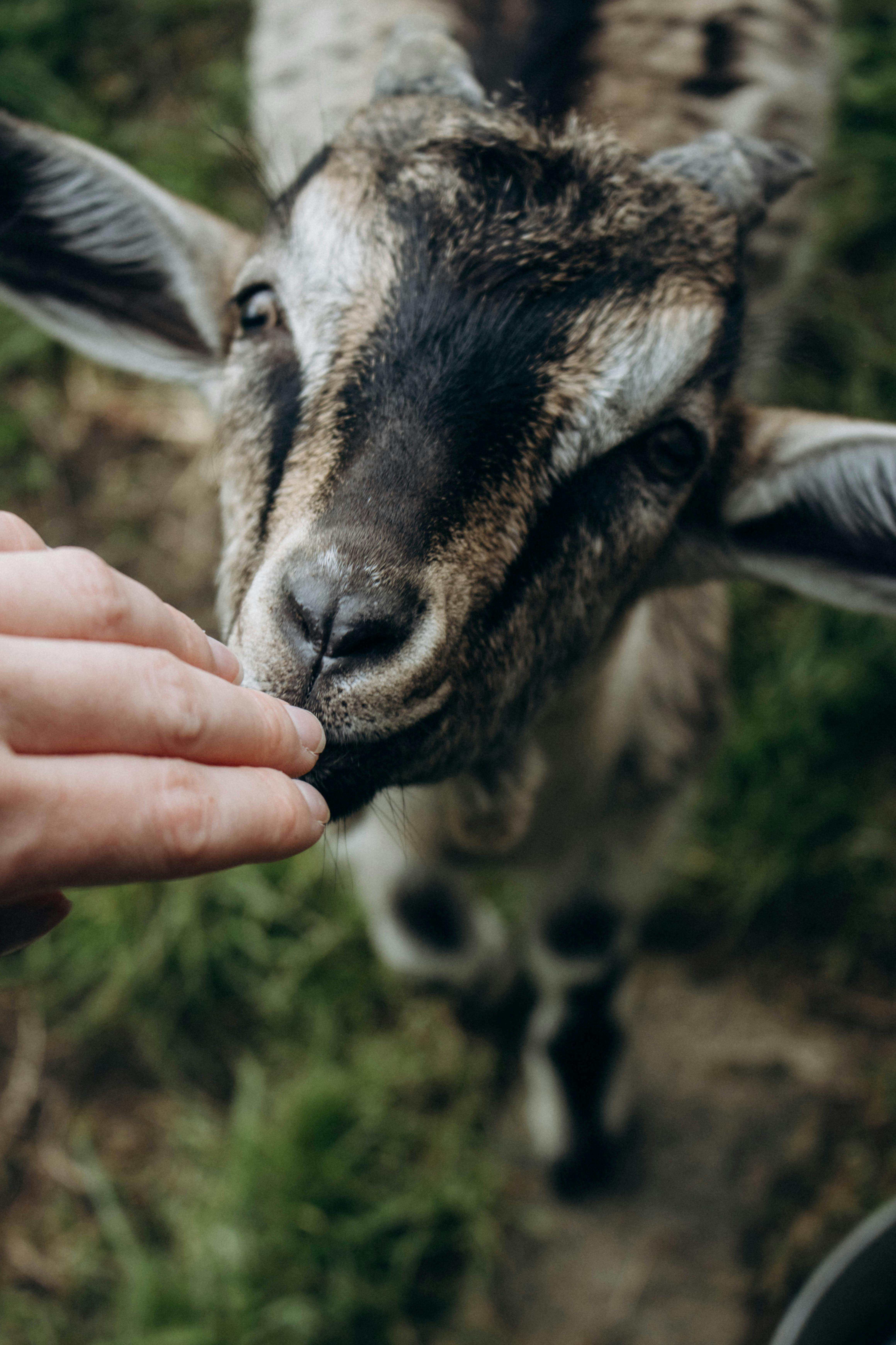 Goat Licking Persons Hand · Free Stock Photo