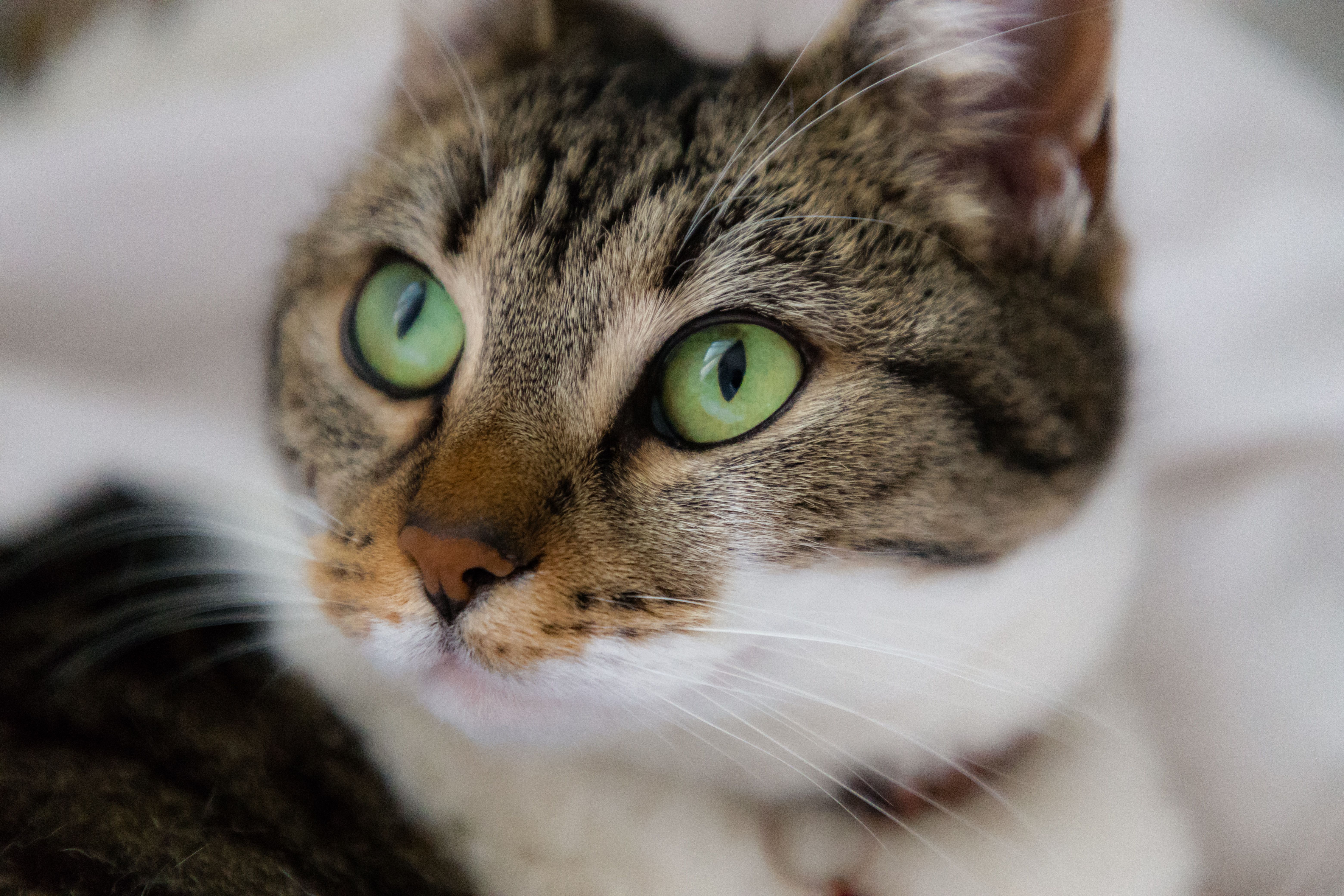 Close up of Cat Head · Free Stock Photo