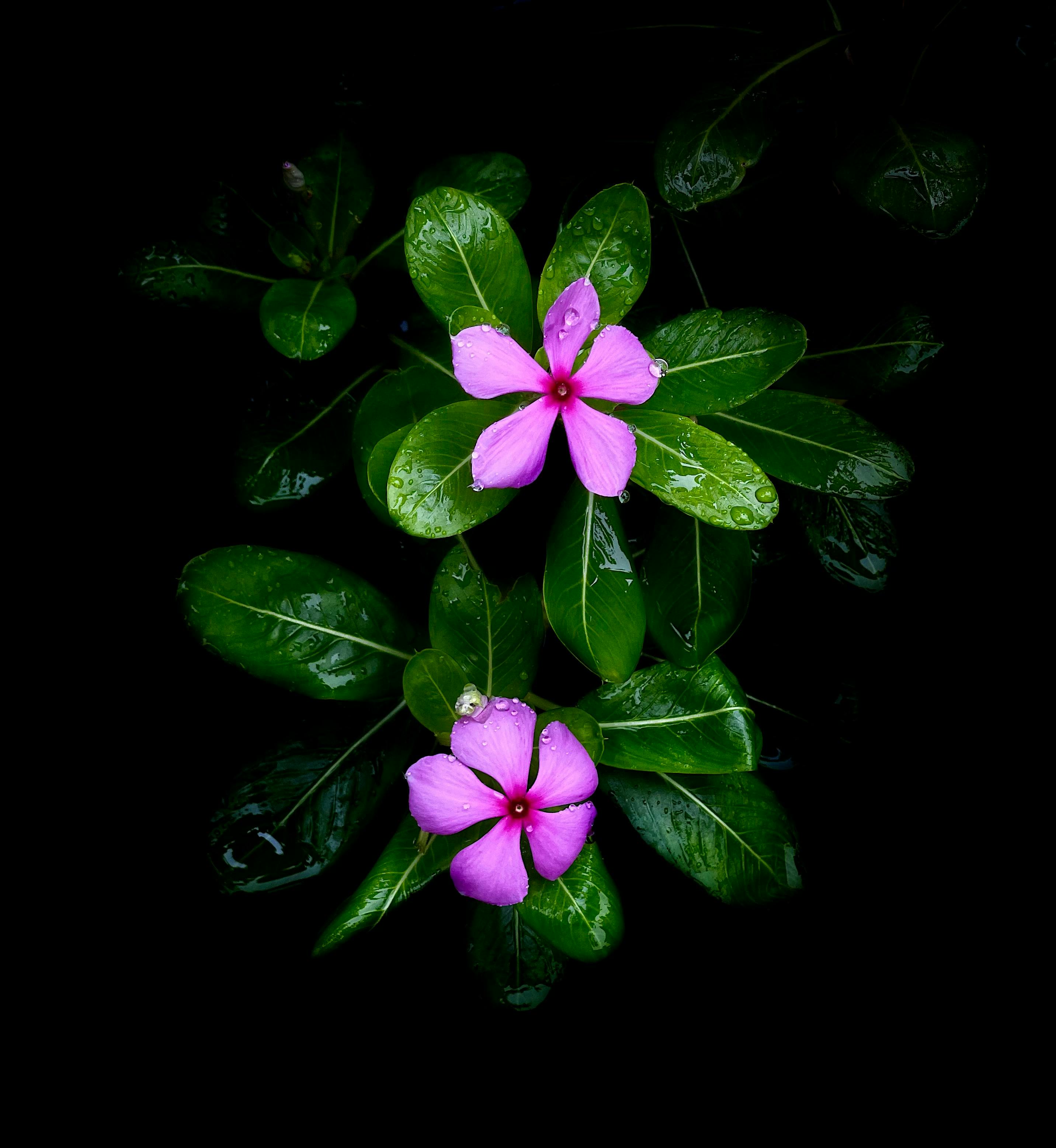 Swarup Sarkar - Photography