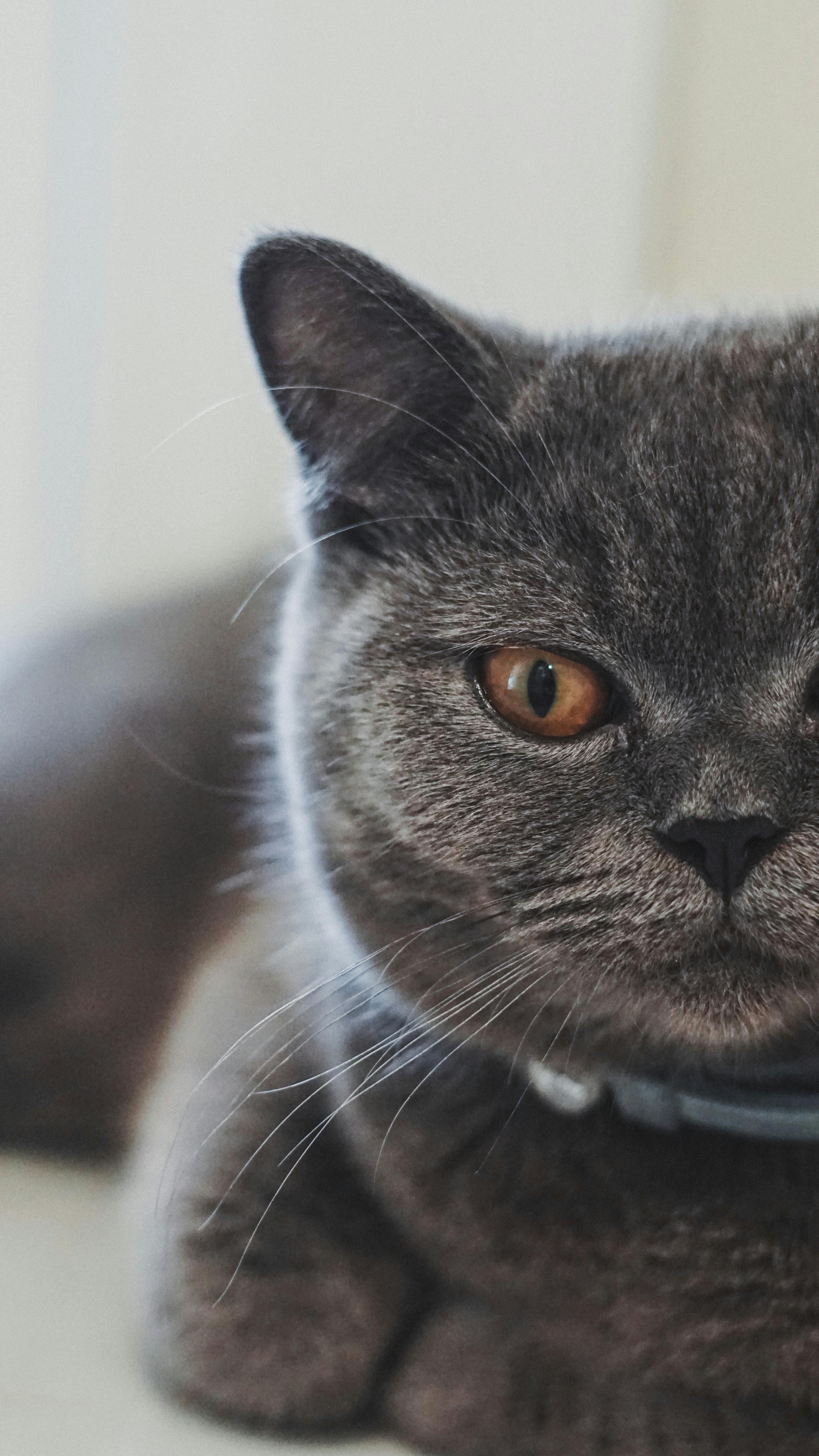 Close up of Russian Blue Cat Head · Free Stock Photo