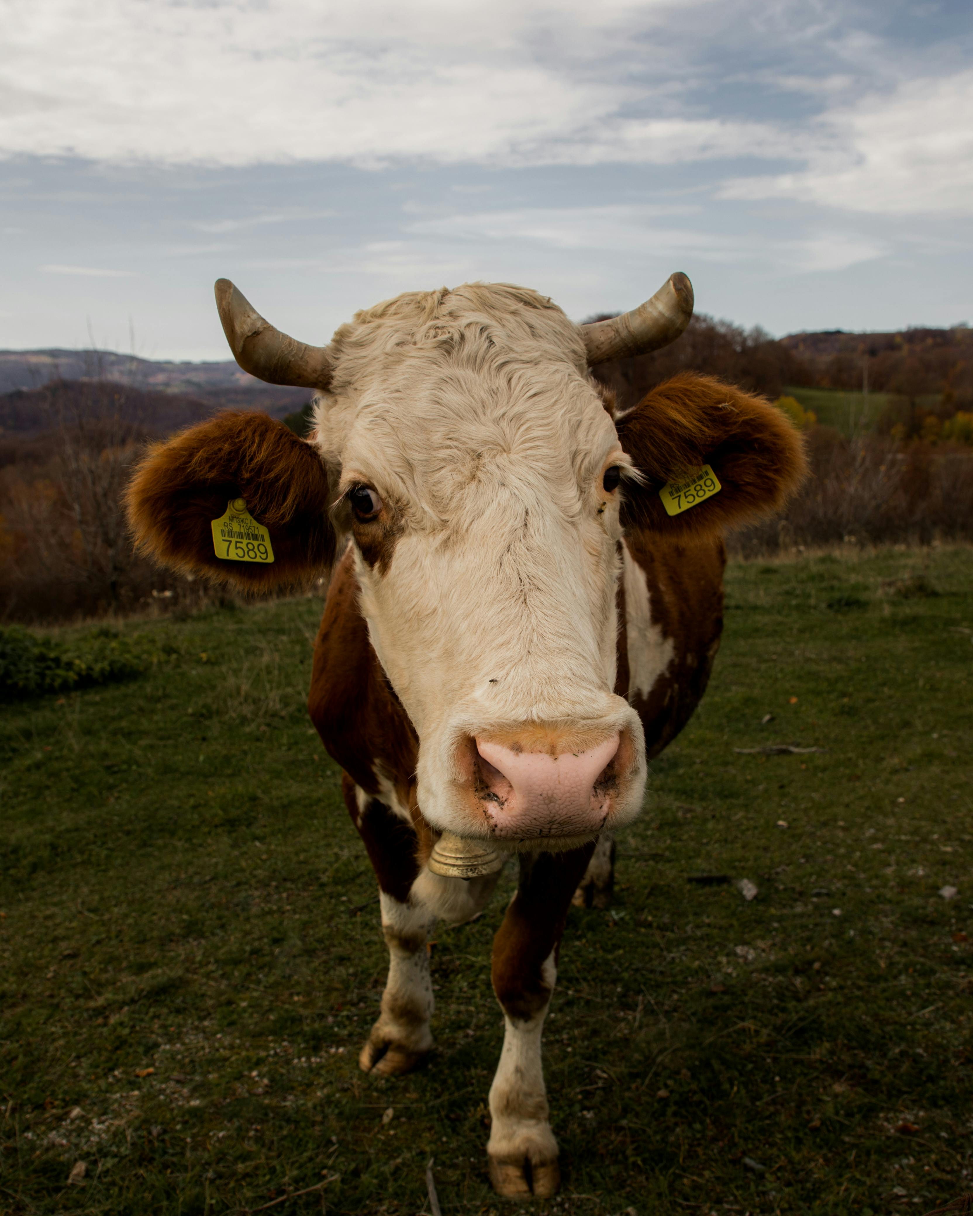 Close up of Cow Head · Free Stock Photo