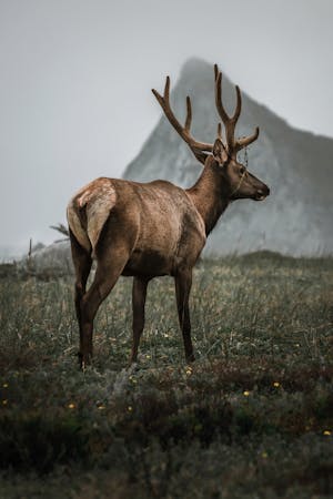 Buck Photos, Download The BEST Free Buck Stock Photos & HD Images