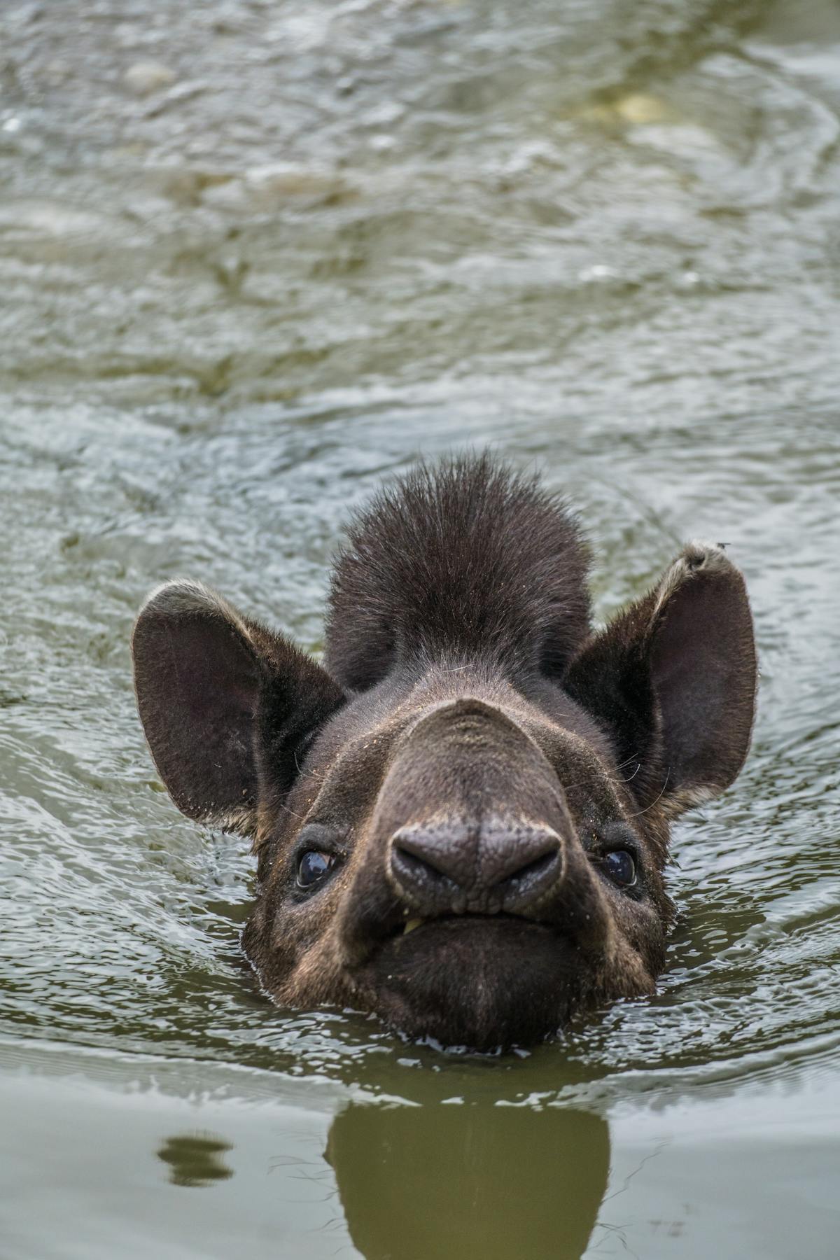 Tapir Photos, Download The BEST Free Tapir Stock Photos & HD Images