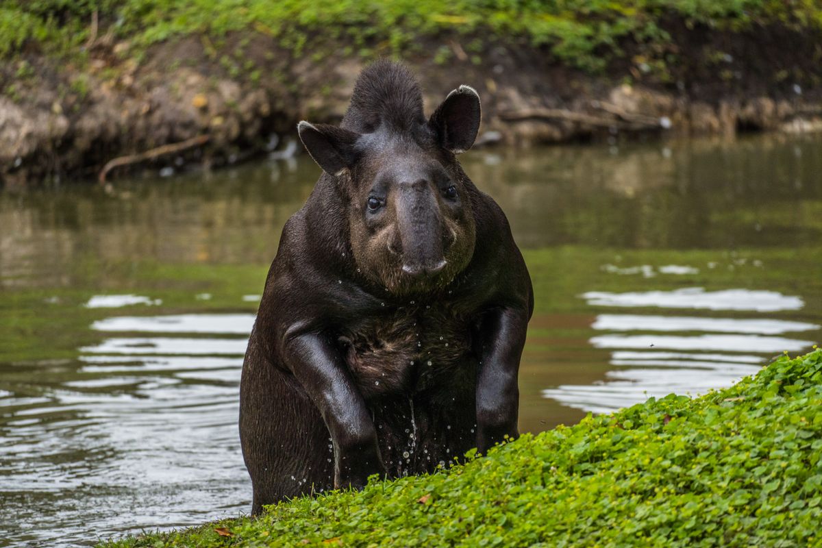 Tapir Photos, Download The BEST Free Tapir Stock Photos & HD Images