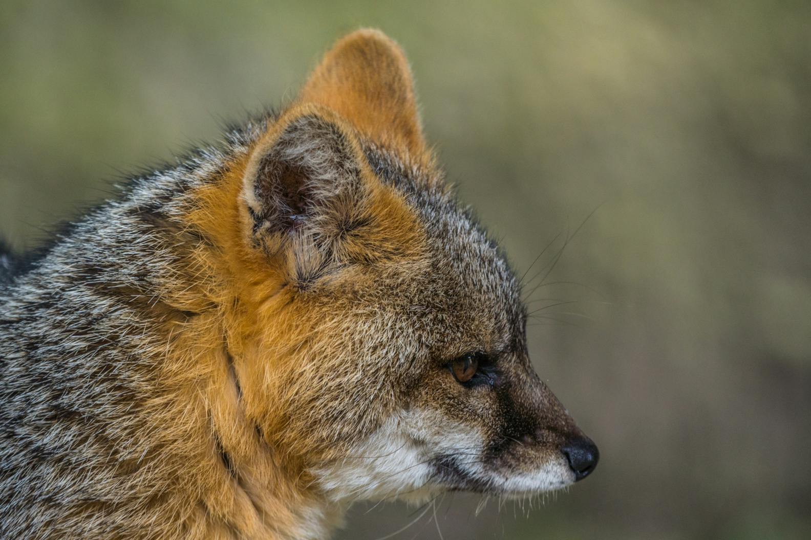 Catalina Island Foxes Thrive Again After Near Extinction