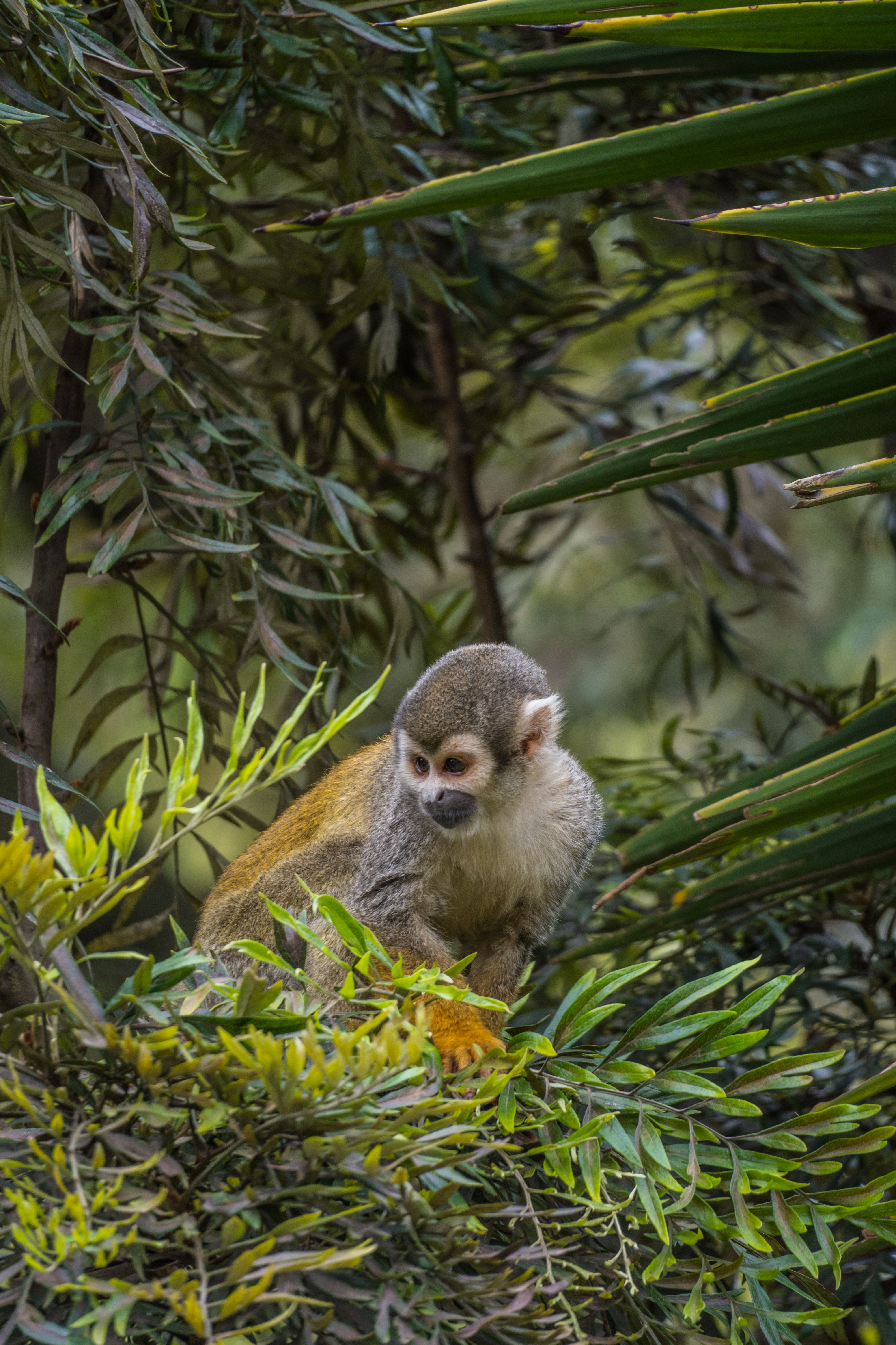 A Collins Squirrel Monkey in the Wild · Free Stock Photo