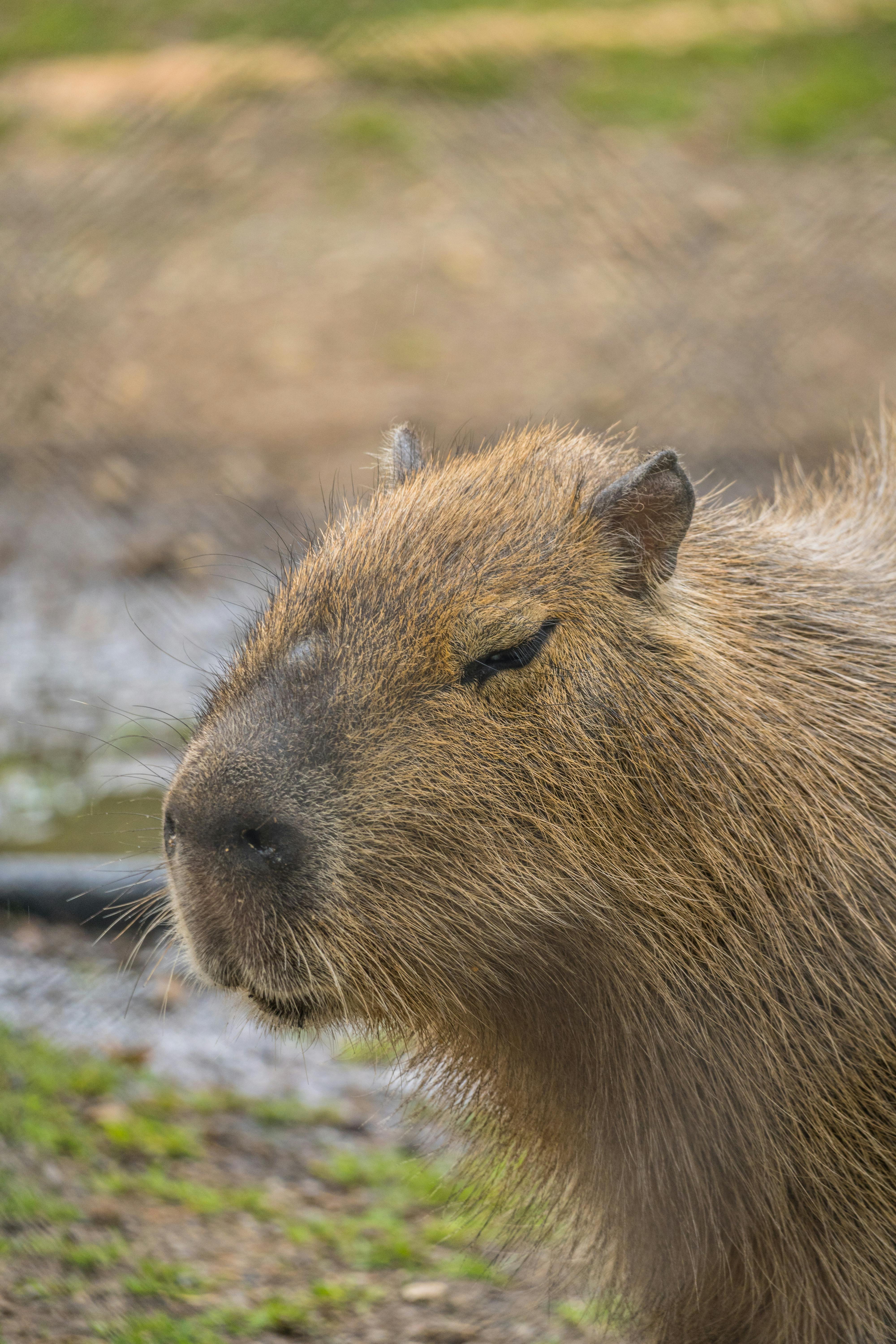 Furry Capybara with Eyes Closed · Free Stock Photo
