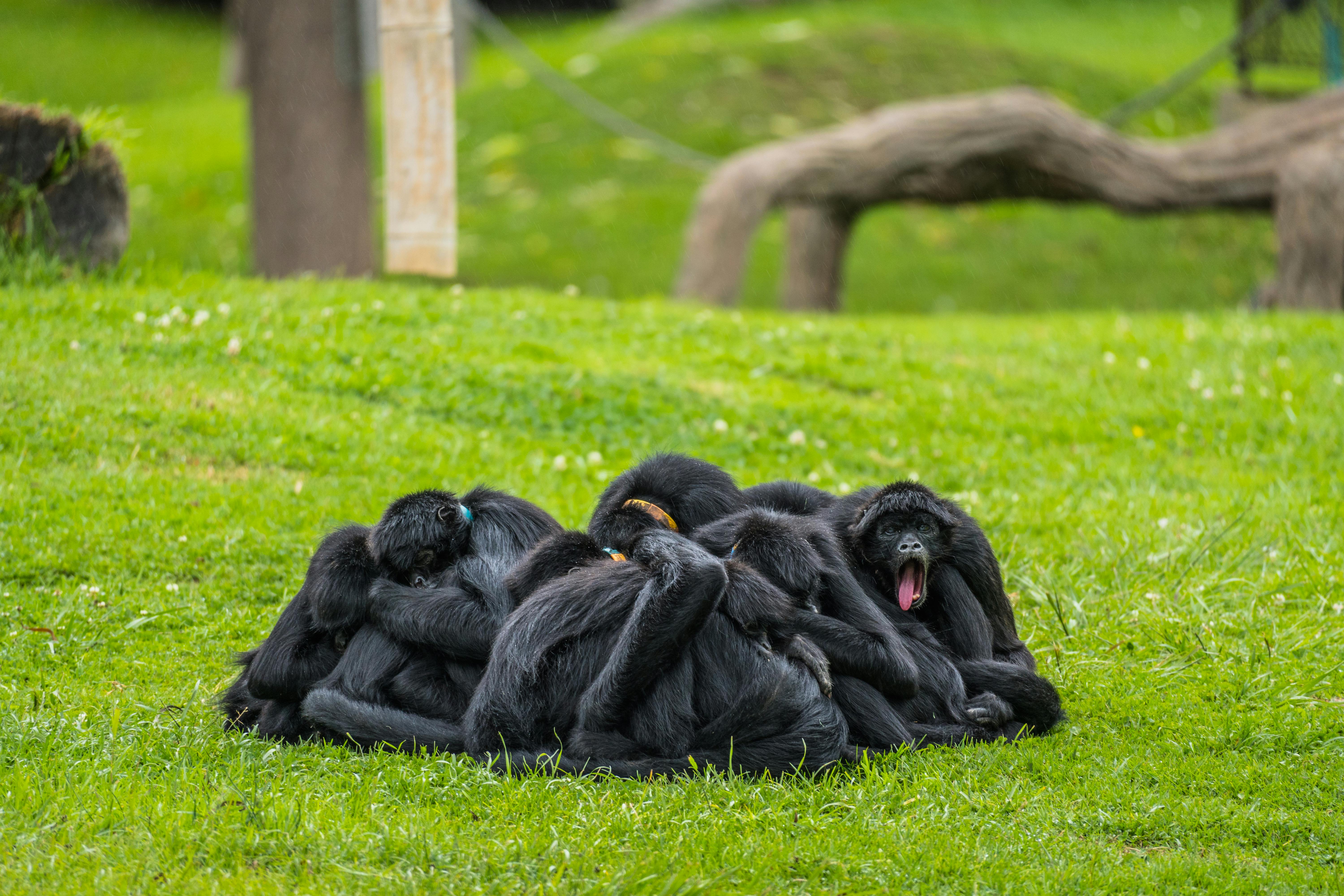 Grupo De Monos · Foto de stock gratuita
