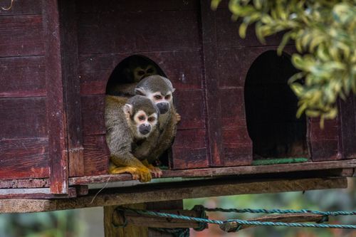 Two Marmosets Peeking from Wooden Nest Box · Free Stock Photo