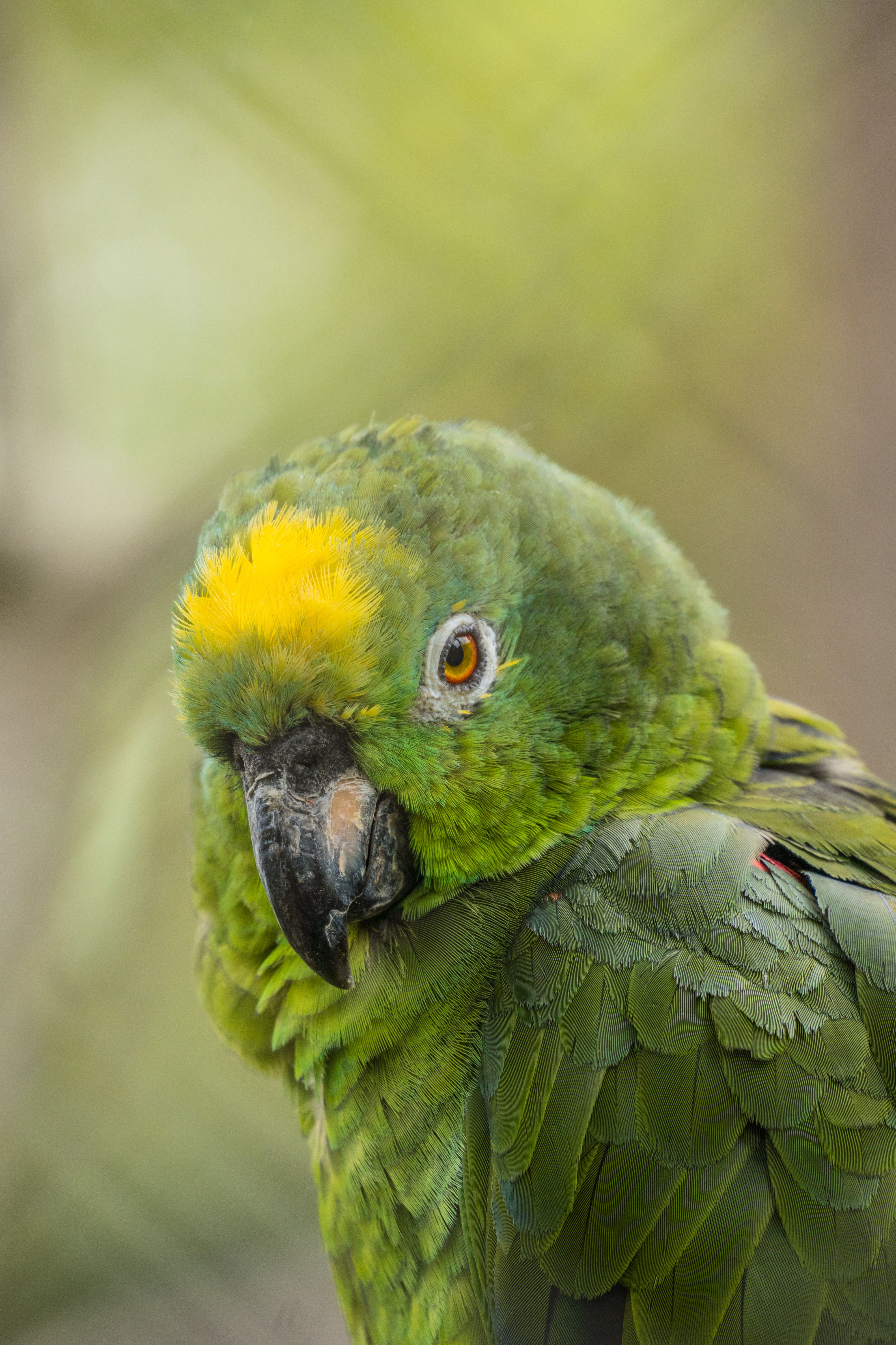 Close-Up Shot of a Parrot · Free Stock Photo