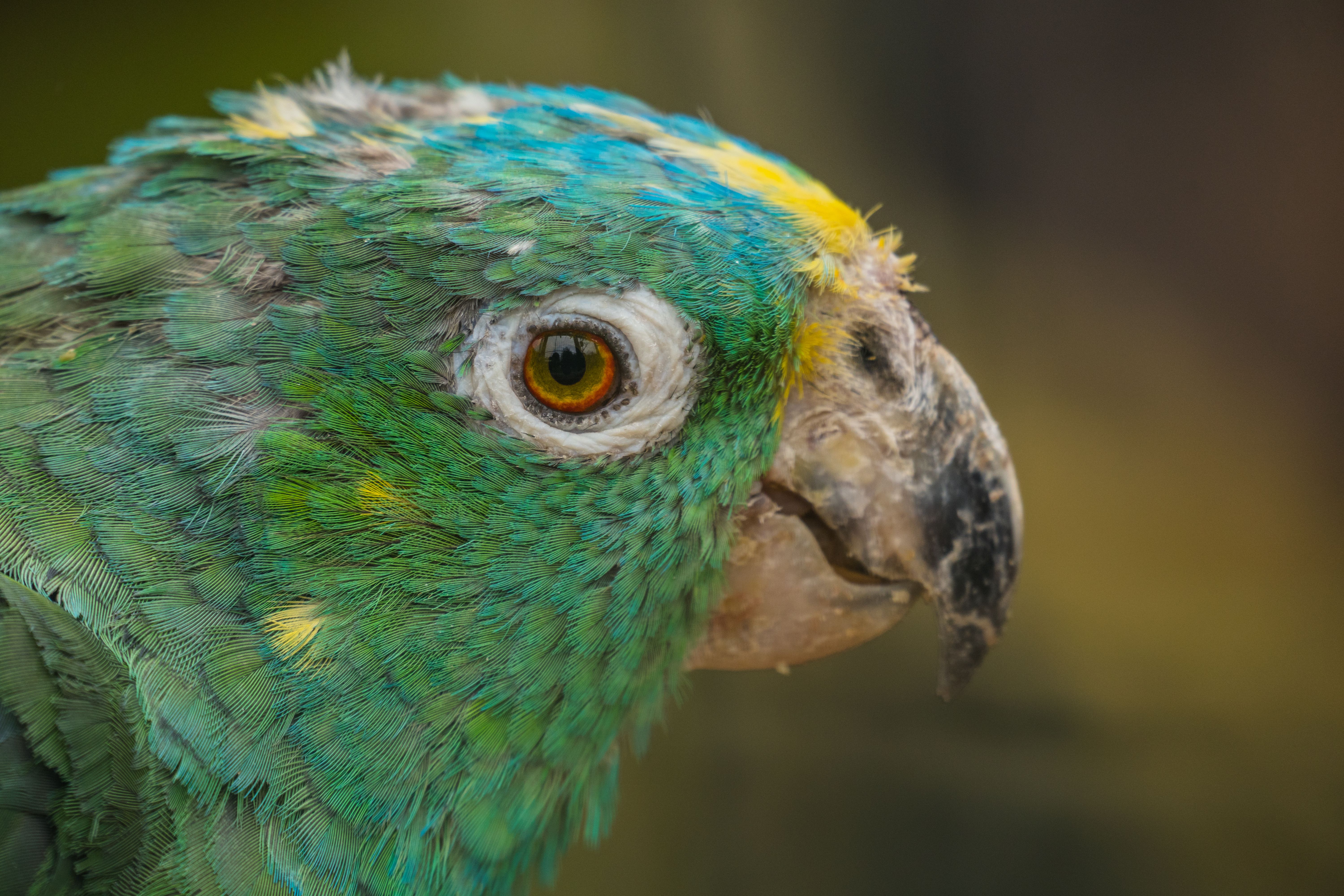 Amazon Rainforest Bird Photos, Download The BEST Free Amazon Rainforest ...