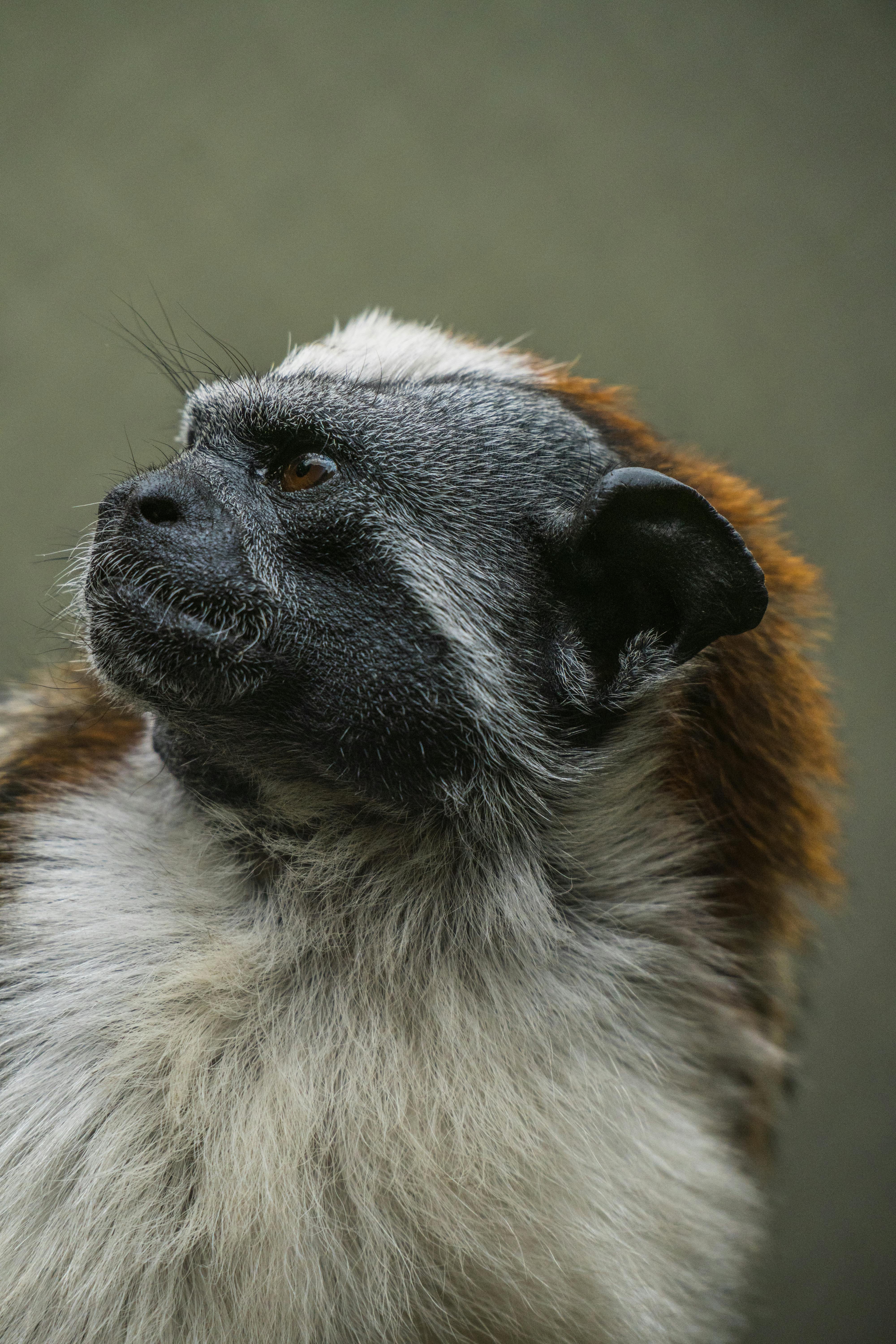 Close-up of Monkey · Free Stock Photo