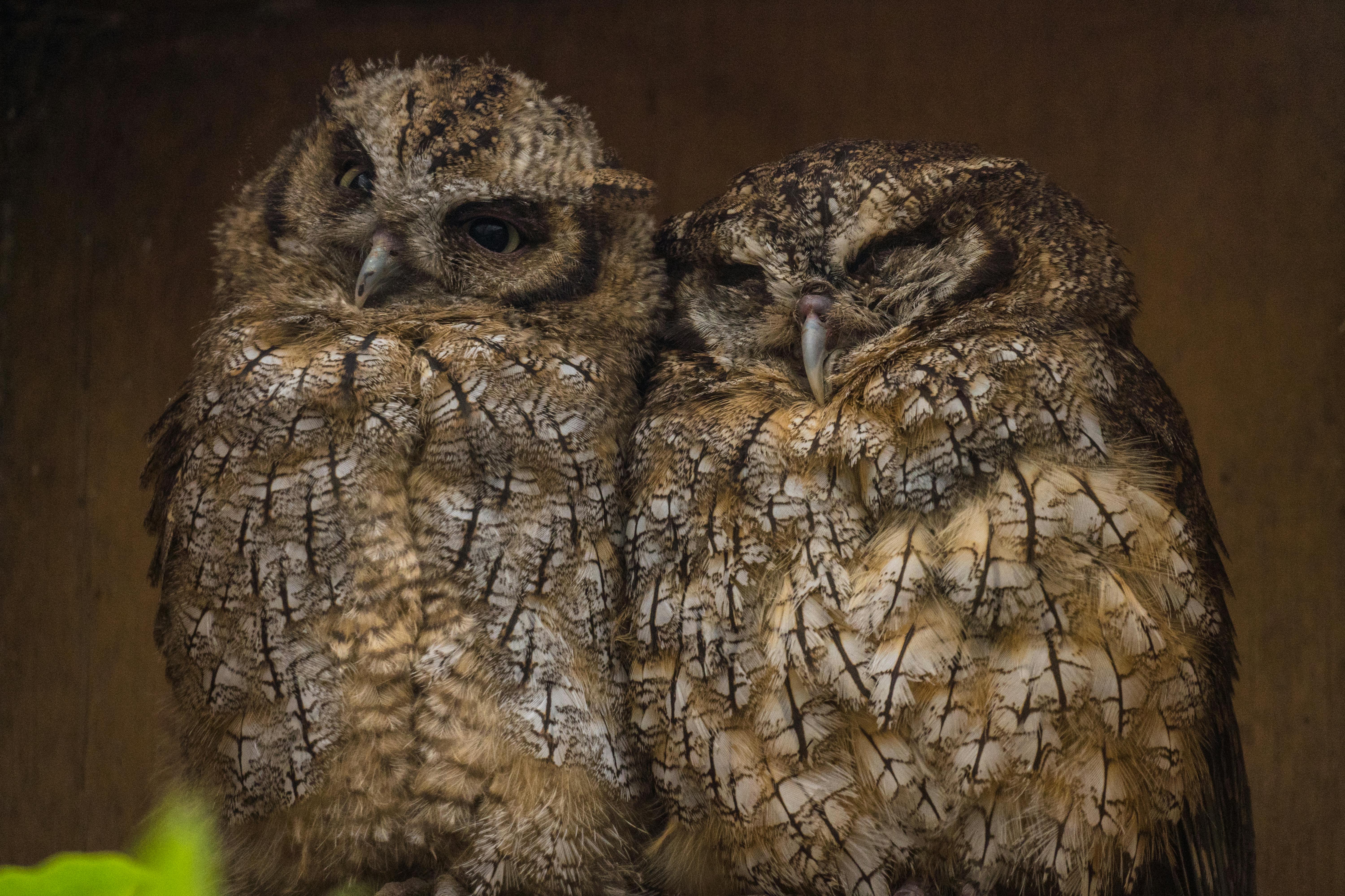 Foto de stock gratuita sobre américa del sur, animal, fotos de animales ...