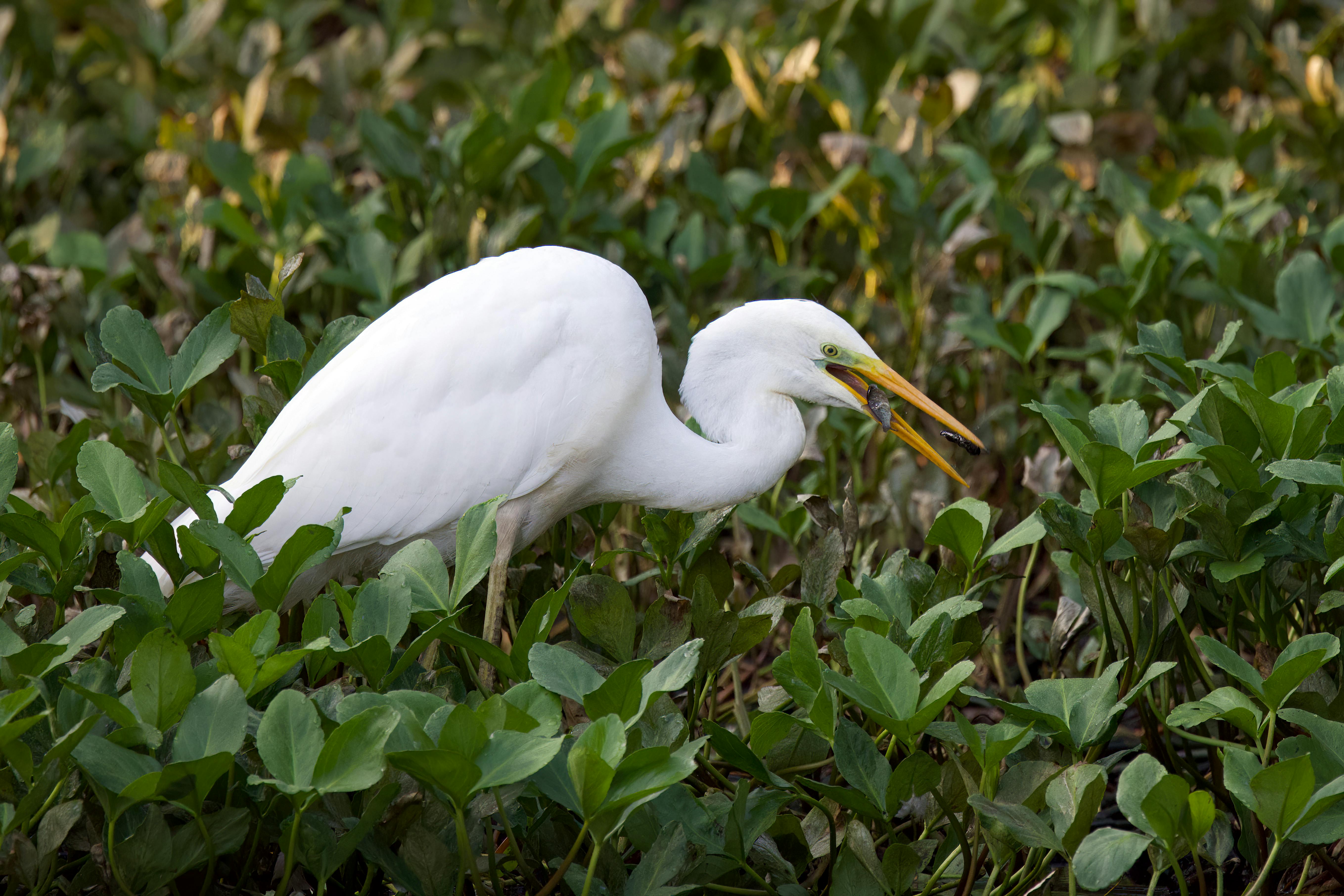 Bird With Fish Photos, Download The BEST Free Bird With Fish Stock ...