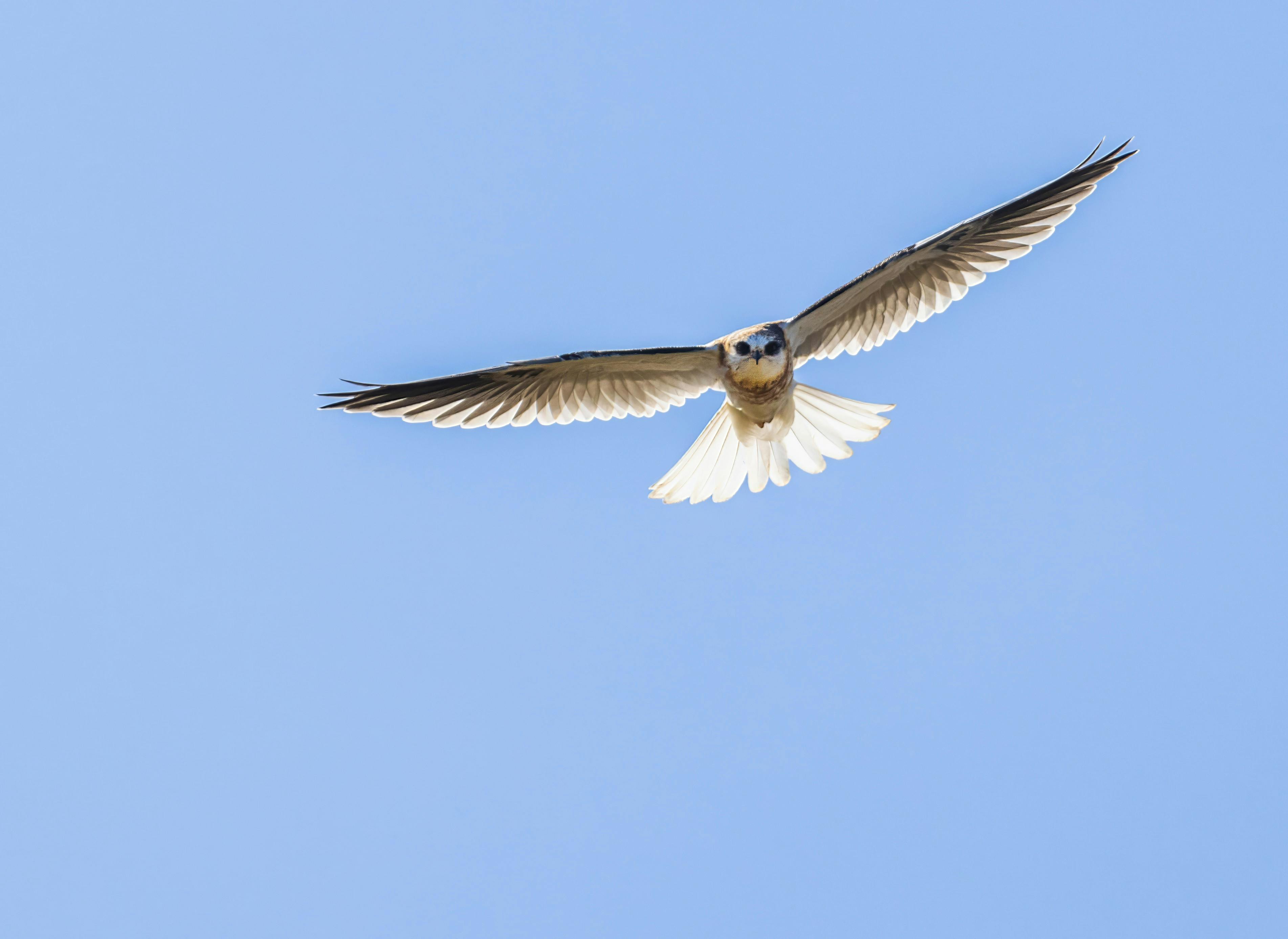 Falcon Flying on Clear Sky · Free Stock Photo