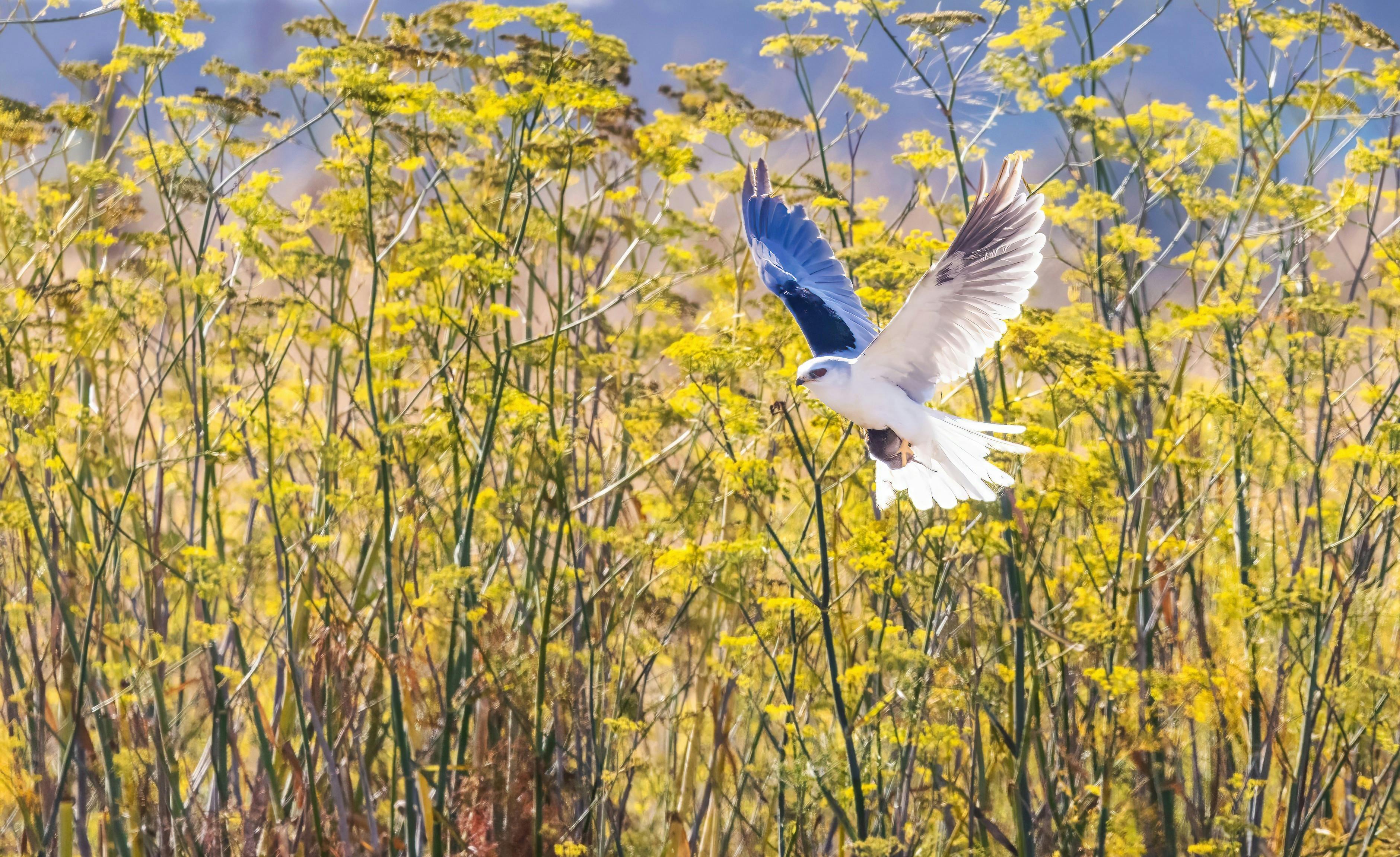 White Bird Flying near Plants · Free Stock Photo