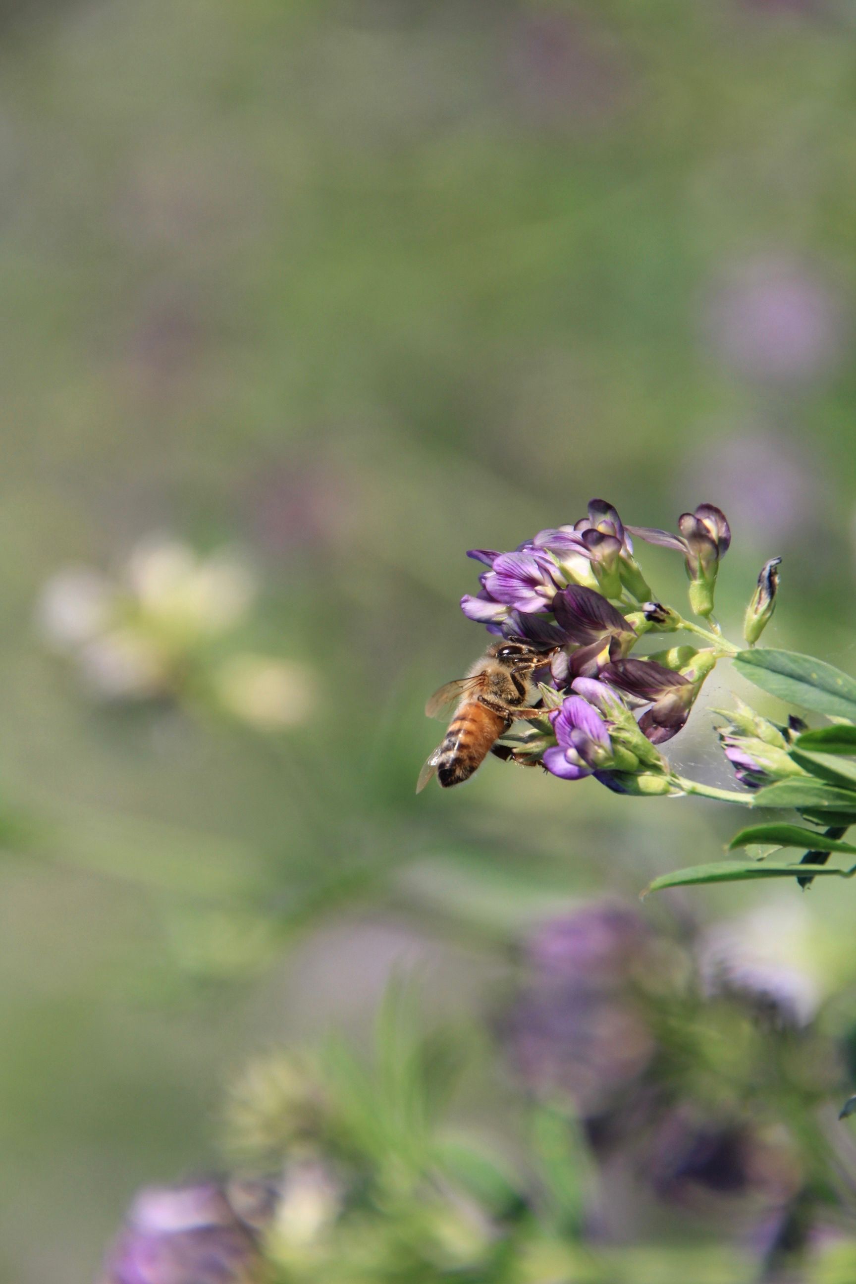 Bee Flying over Flower · Free Stock Photo