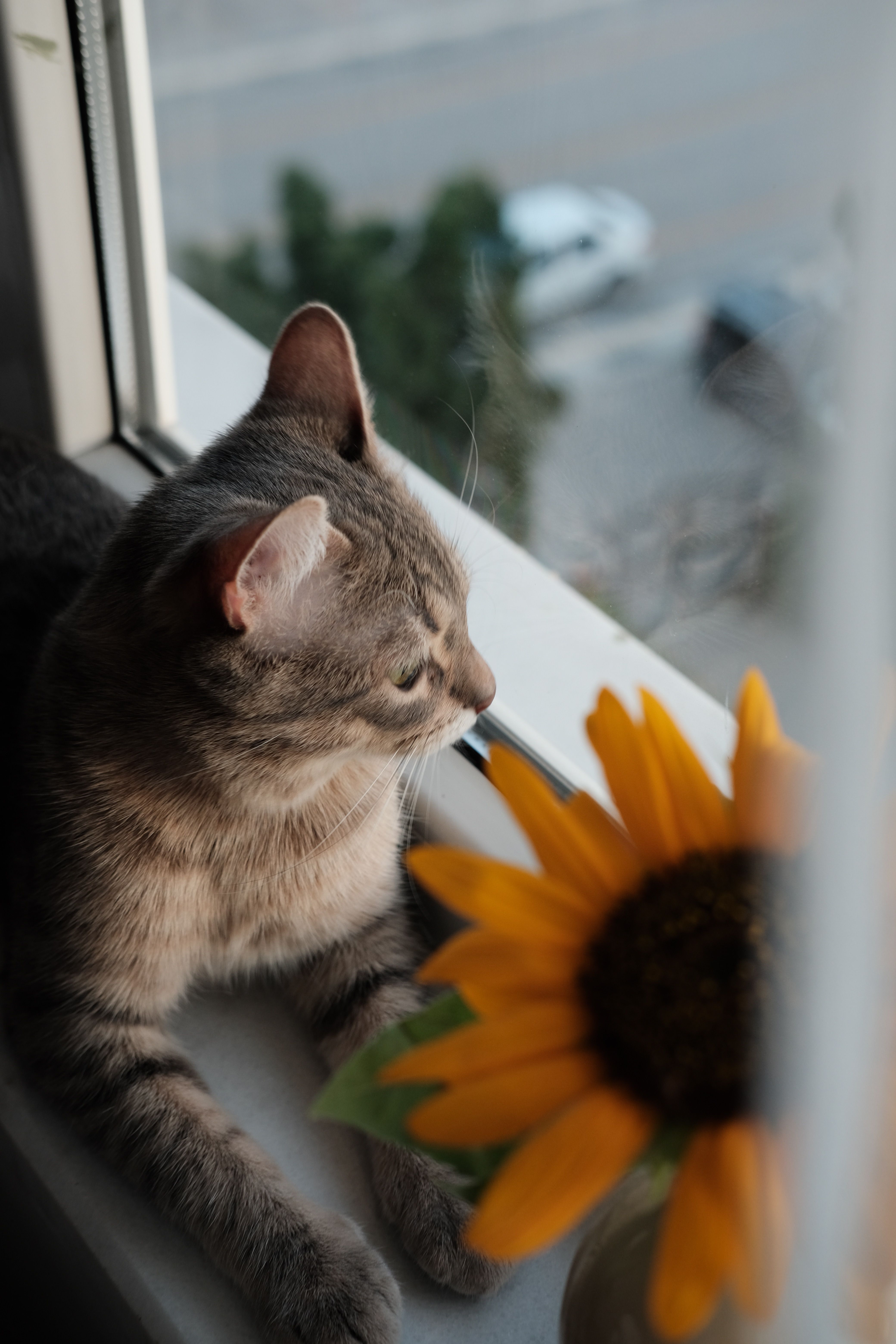 Sunflower Cat Photos, Download The BEST Free Sunflower Cat Stock Photos ...