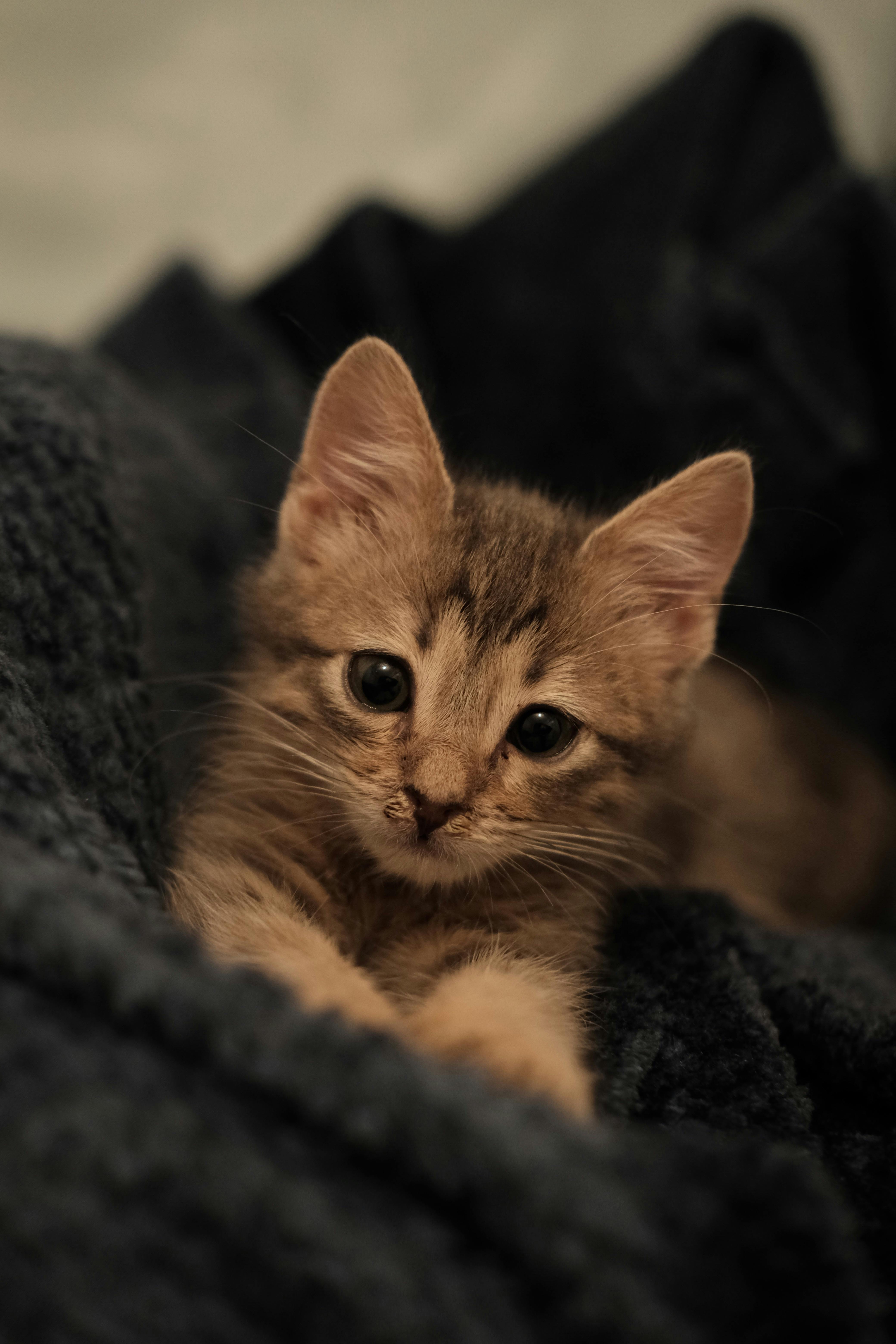 Cat Fail Photos, Download The BEST Free Cat Fail Stock Photos & HD Images