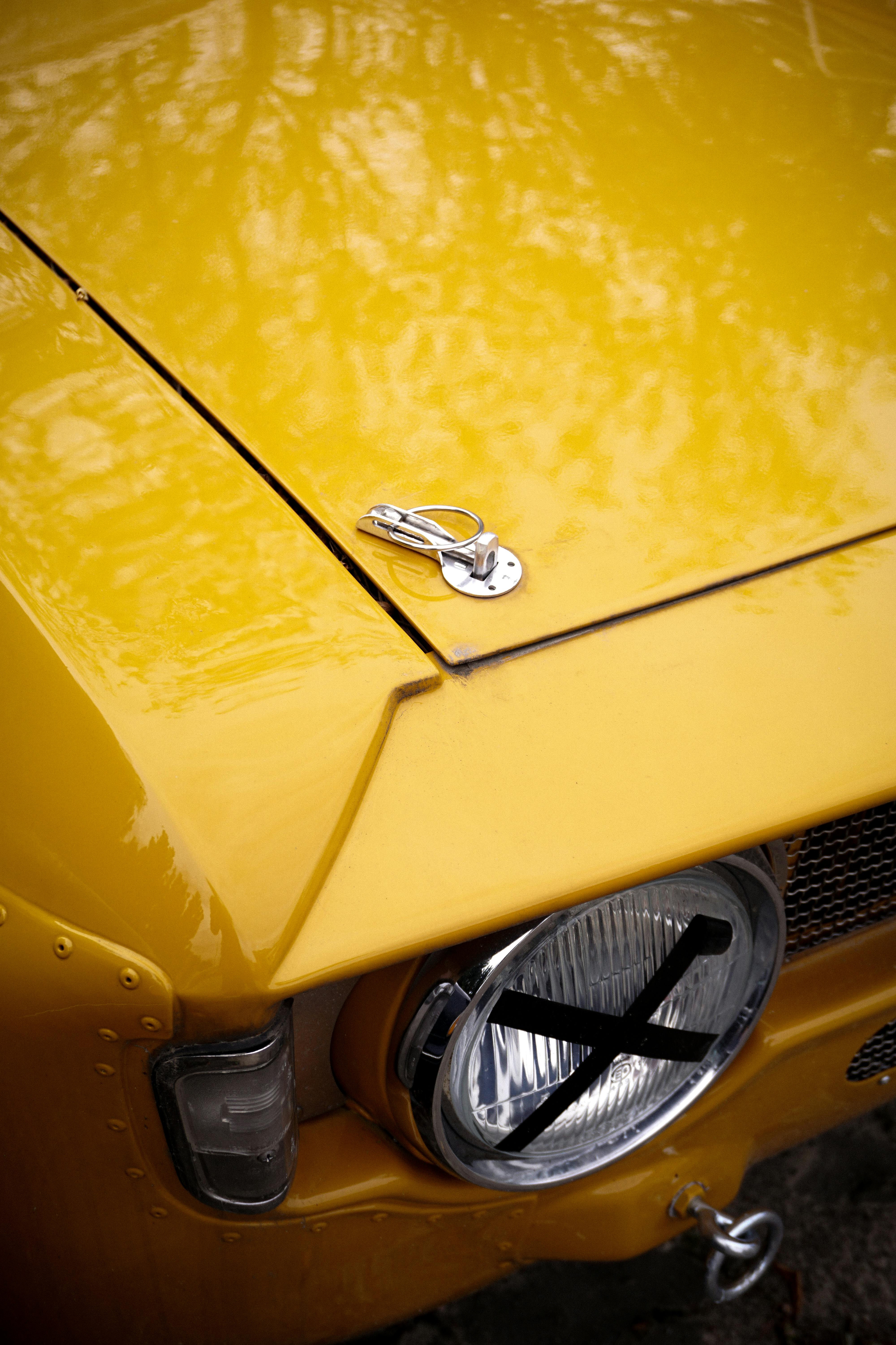 Yellow Tick Photos, Download The BEST Free Yellow Tick Stock Photos ...