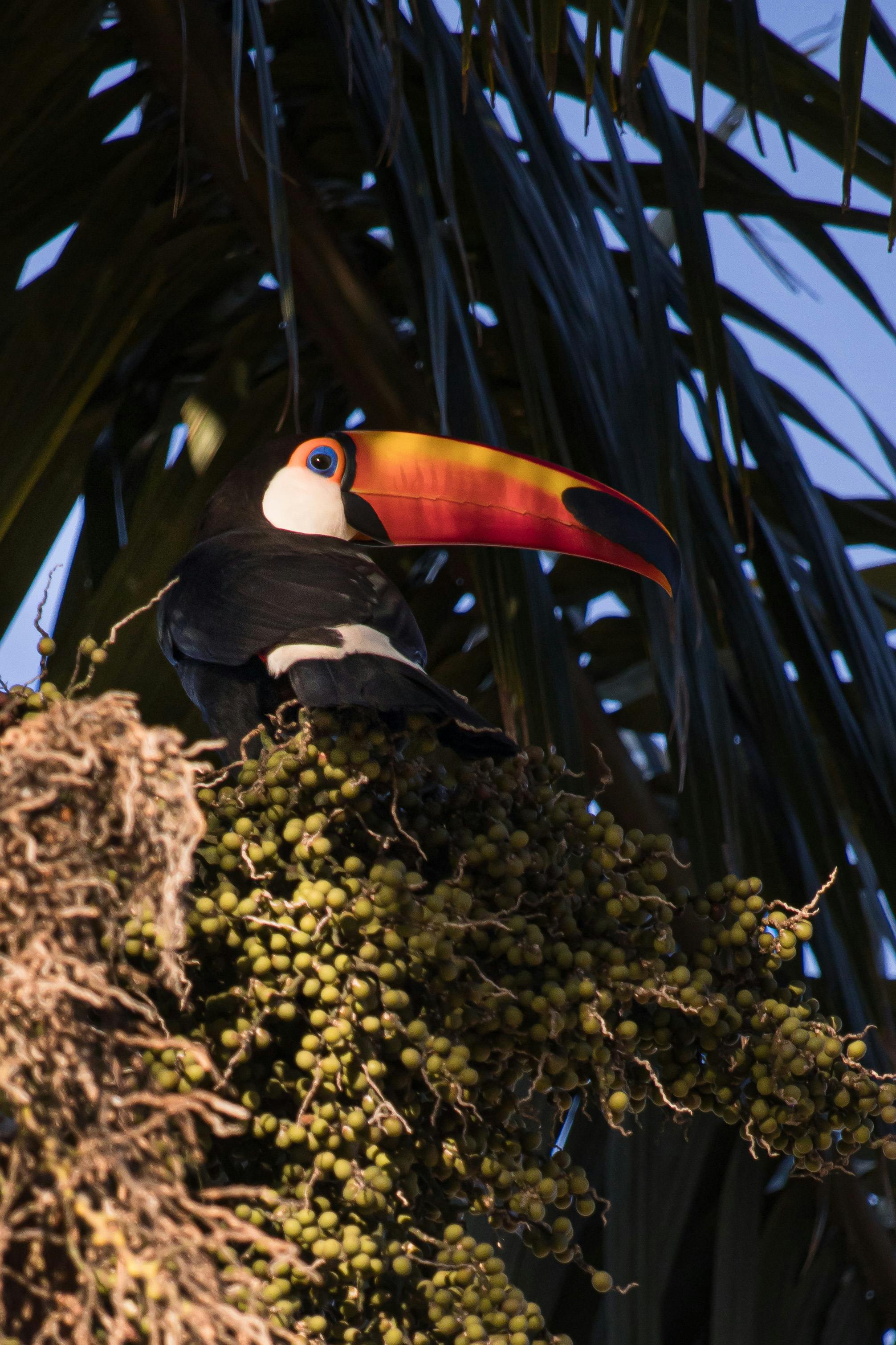 Virkattu Toco Photos, Download The BEST Free Virkattu Toco Stock Photos ...