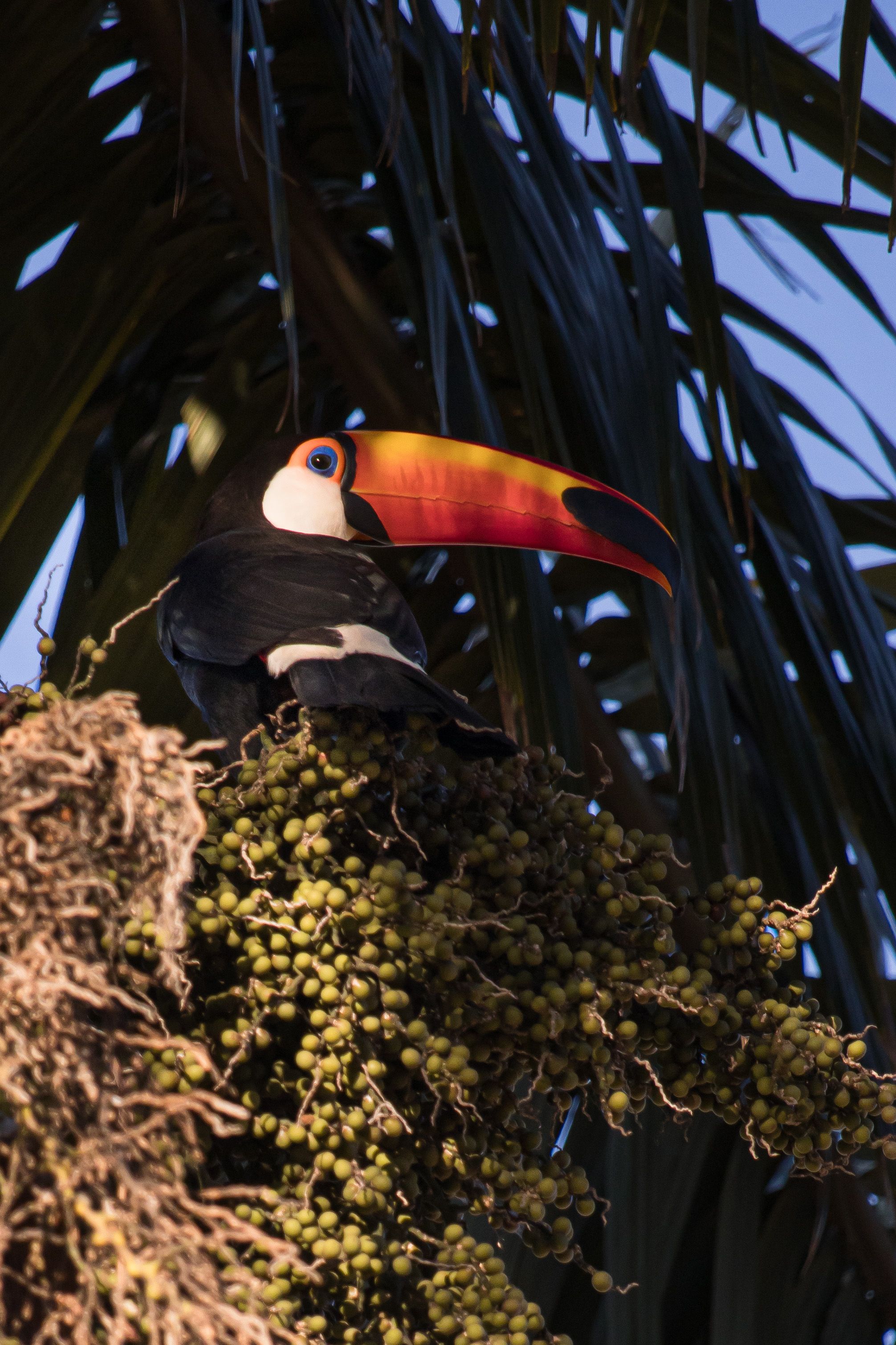 Foto de stock gratuita sobre al aire libre, américa del sur, animal ...