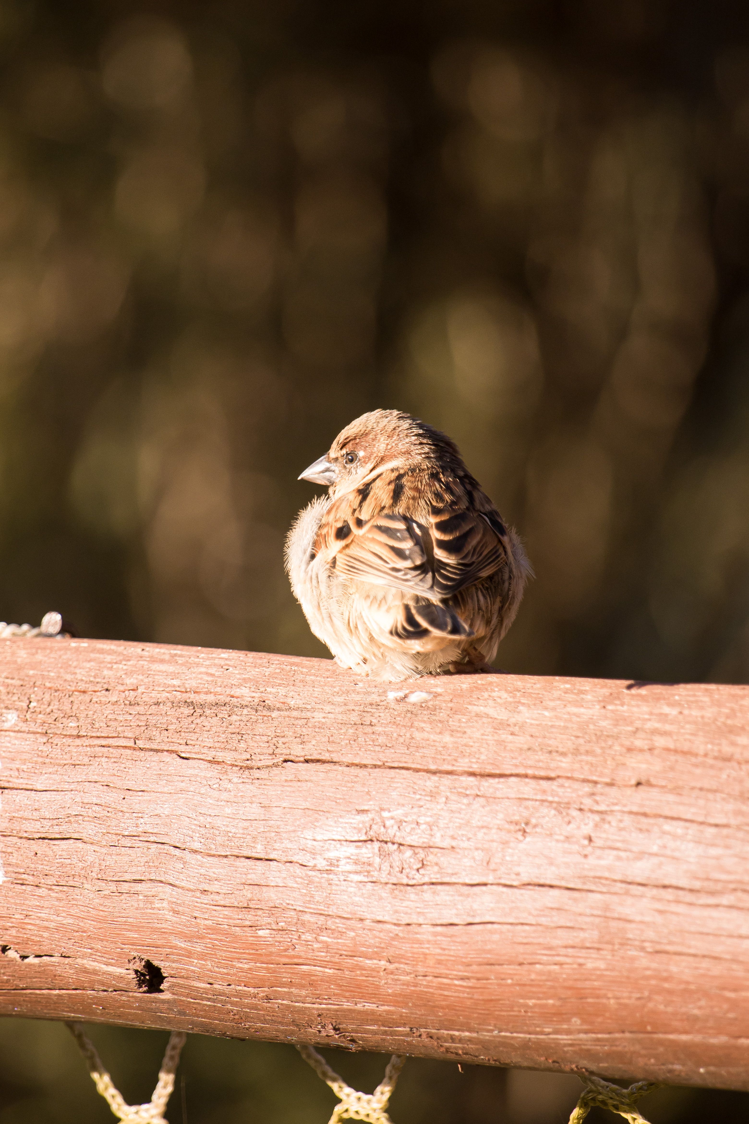 Chestnut Sparrow on Wooden Post · Free Stock Photo
