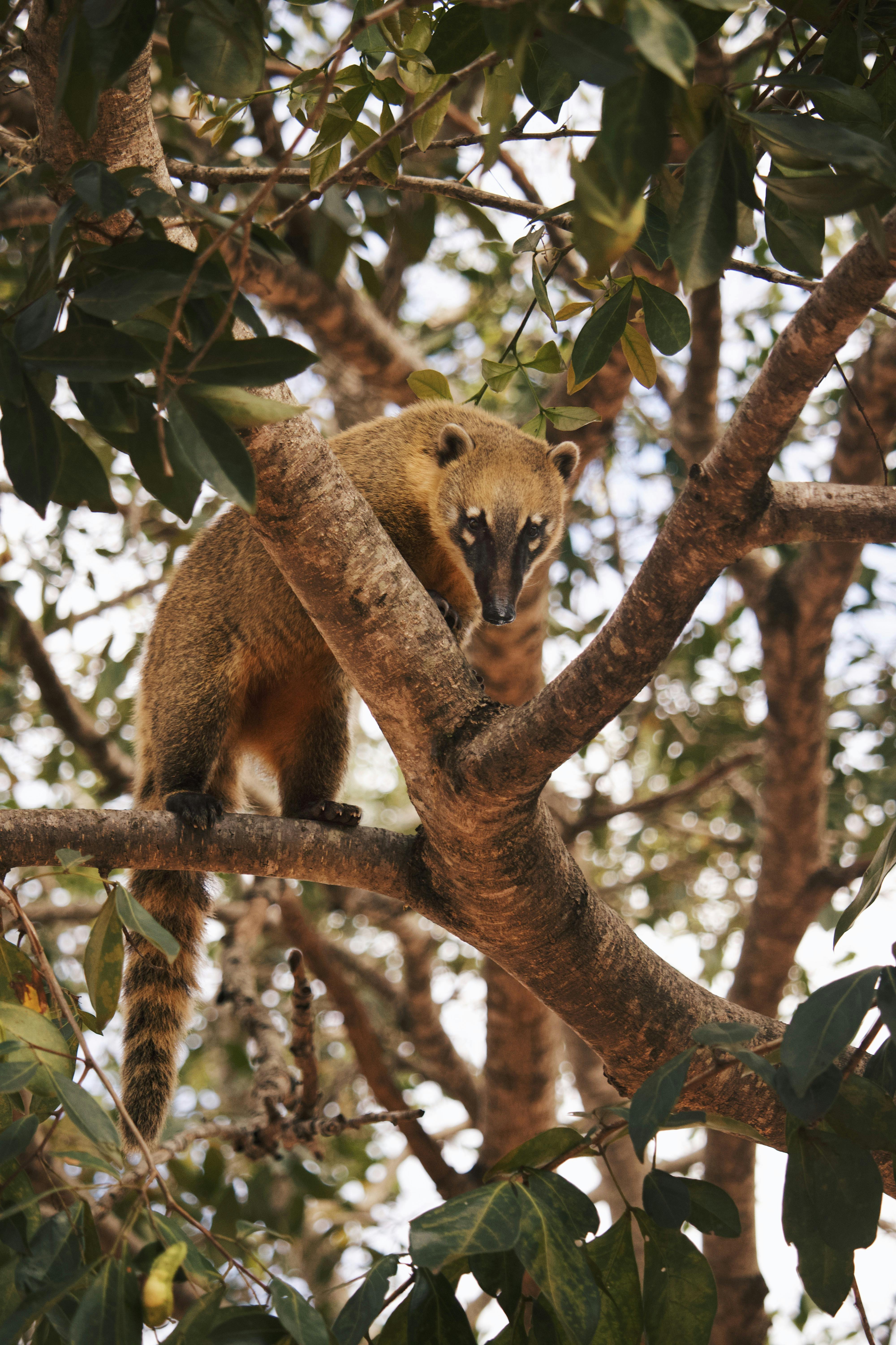 South American Coati in Nature · Free Stock Photo