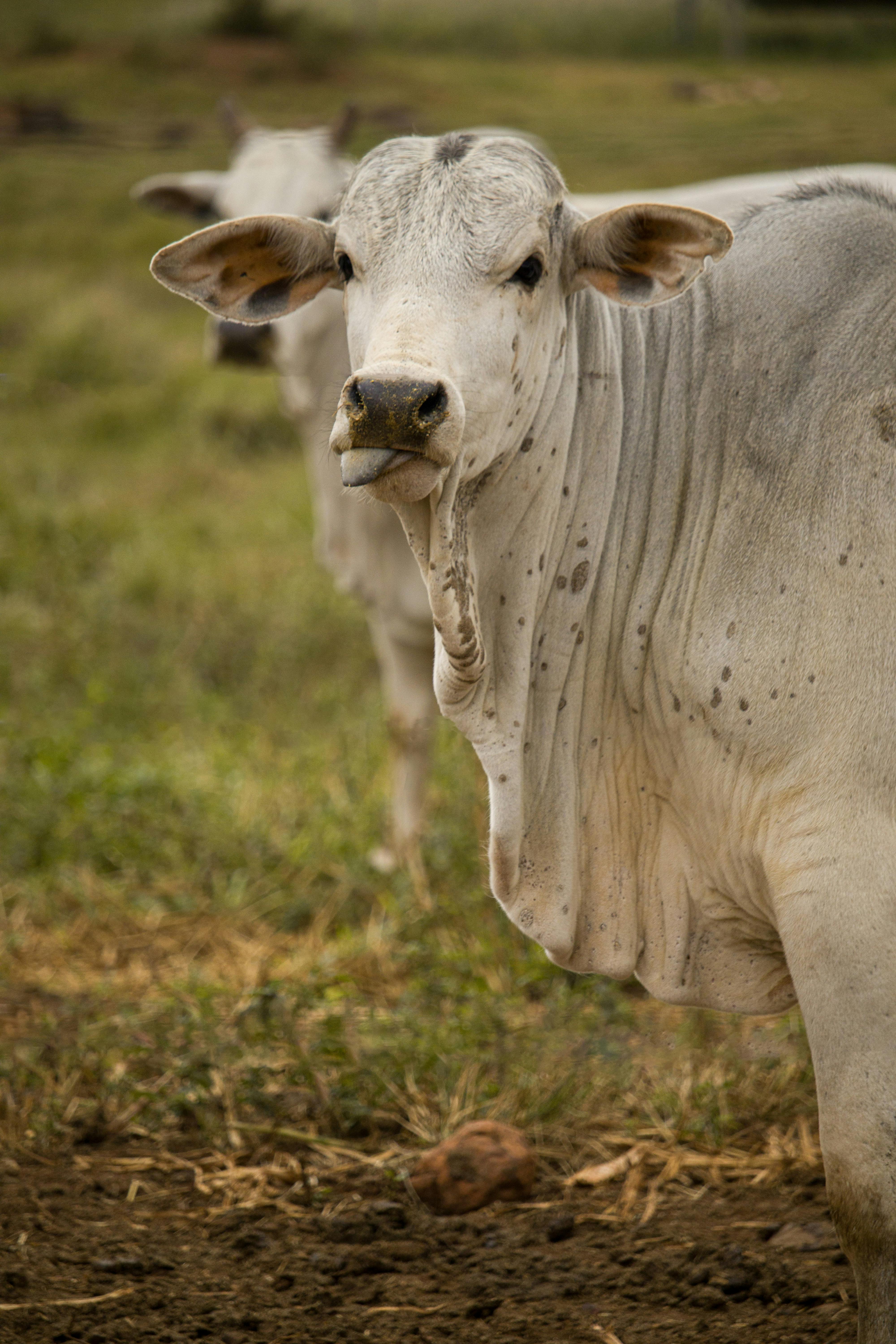 White Cow on Field · Free Stock Photo