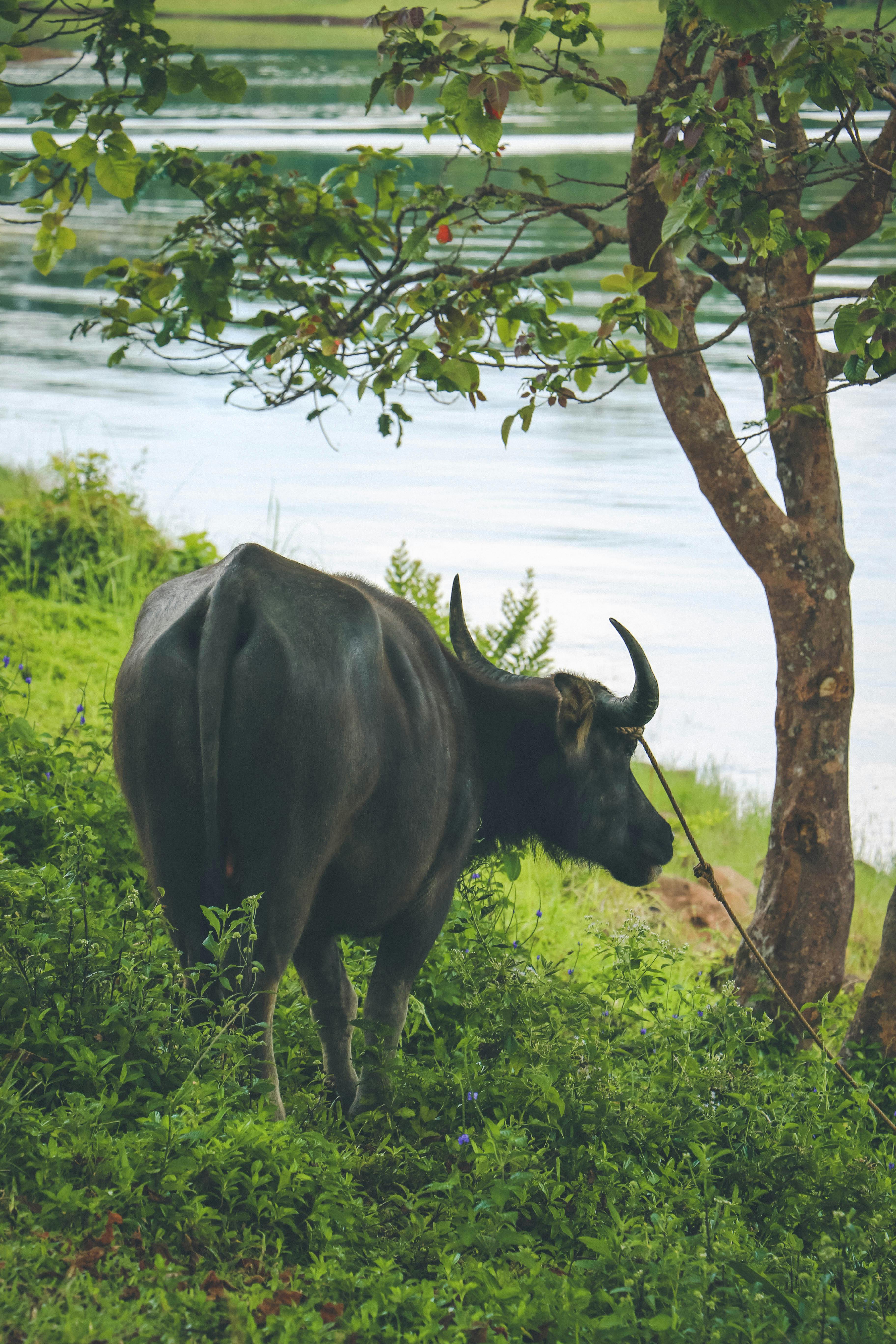 Cow River Photos, Download The BEST Free Cow River Stock Photos & HD Images