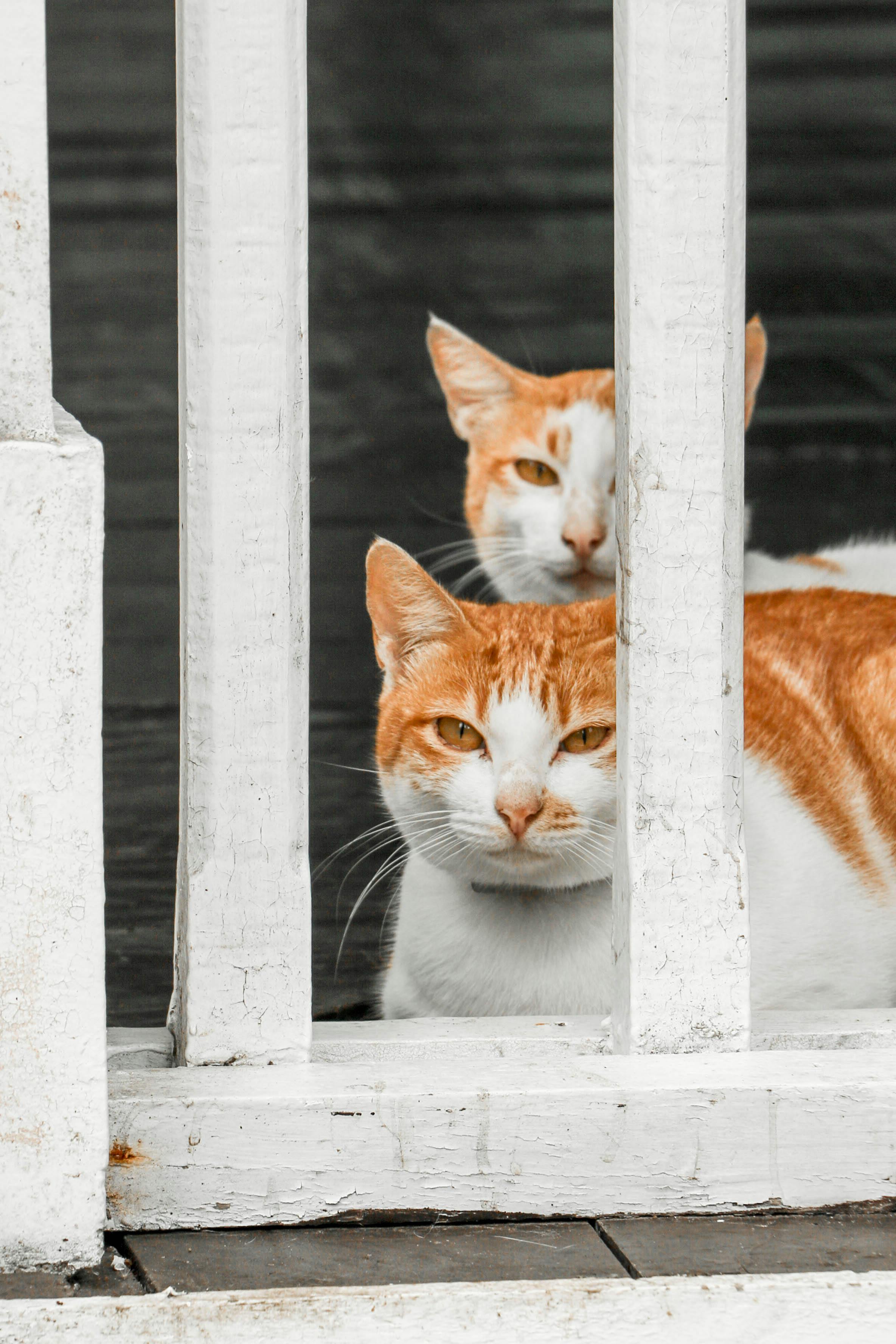 Cats Behind a Fence · Free Stock Photo