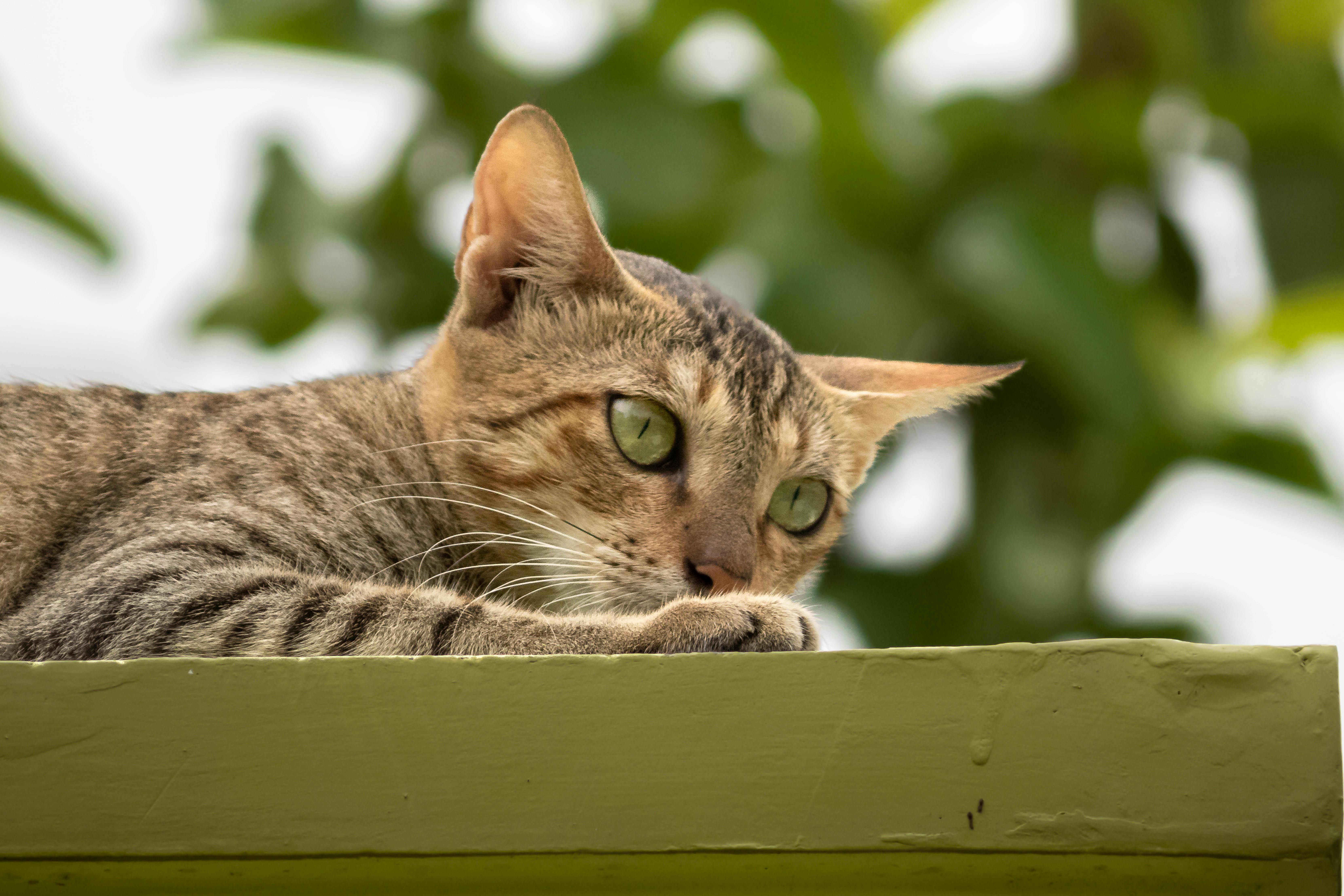 Wildlife 35 Photos & Videos Collected by Utpal Chatterjee