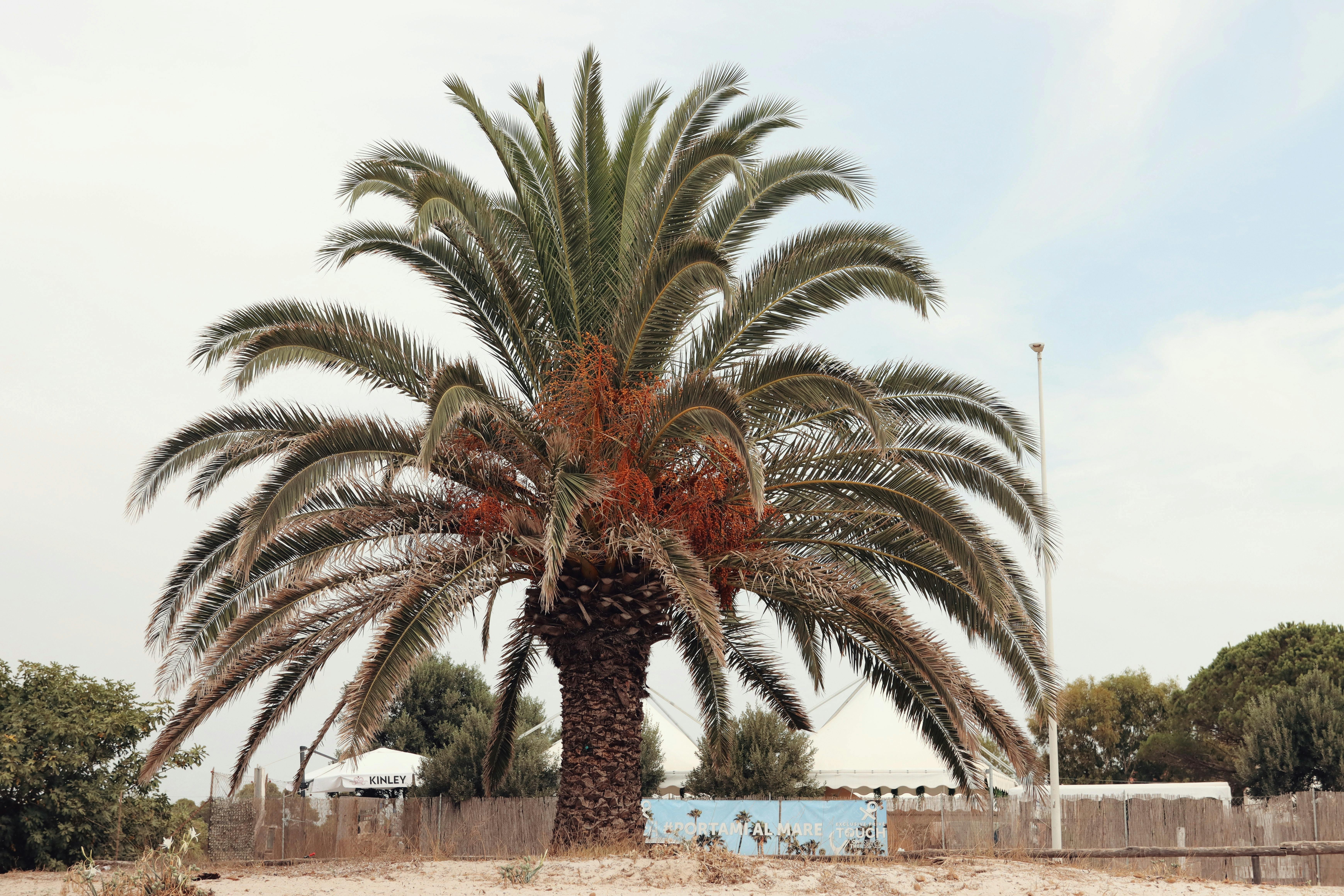 Large Date Palm Tree by the Beach Bar · Free Stock Photo