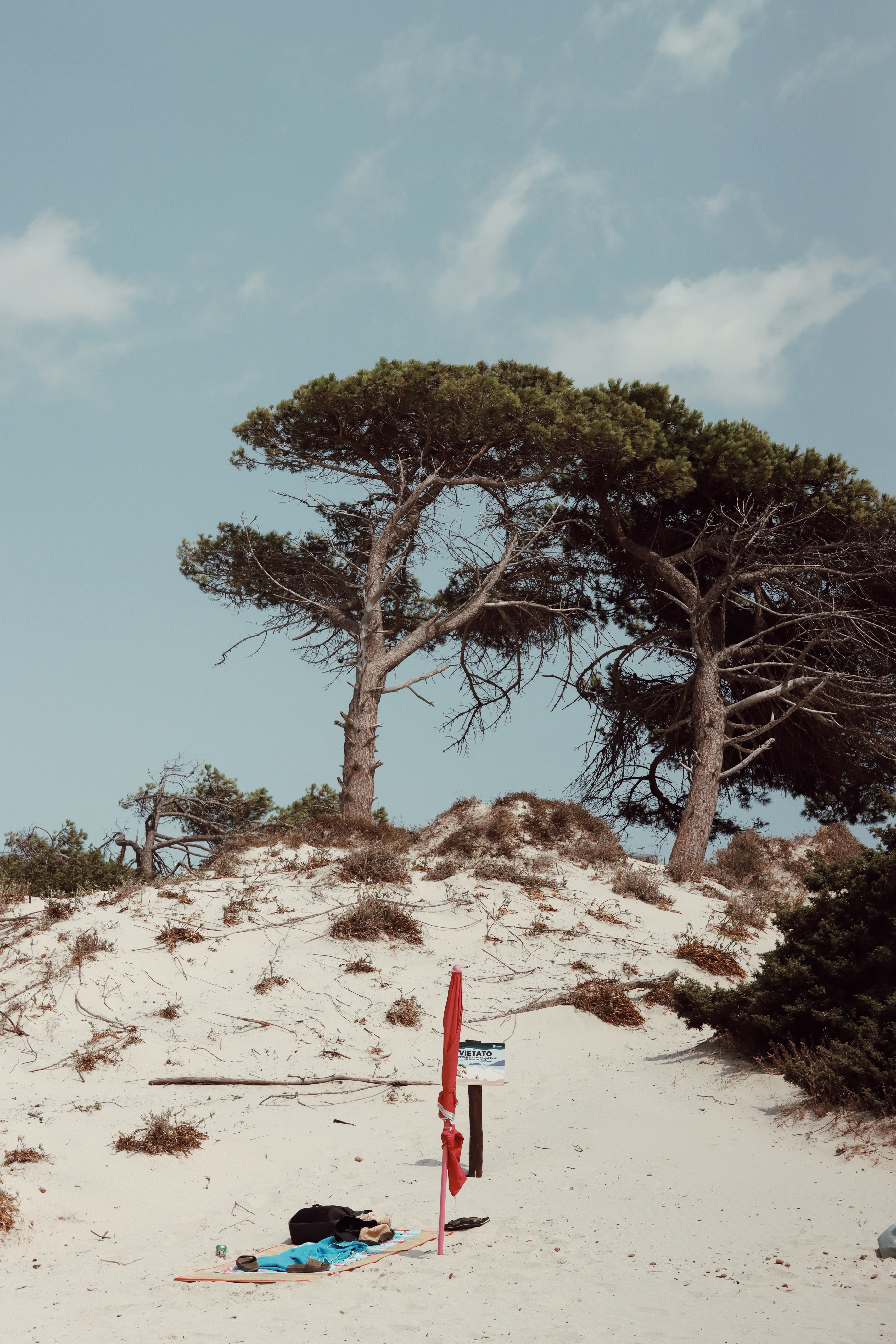 Trees on a Sand Dune by the Beach · Free Stock Photo