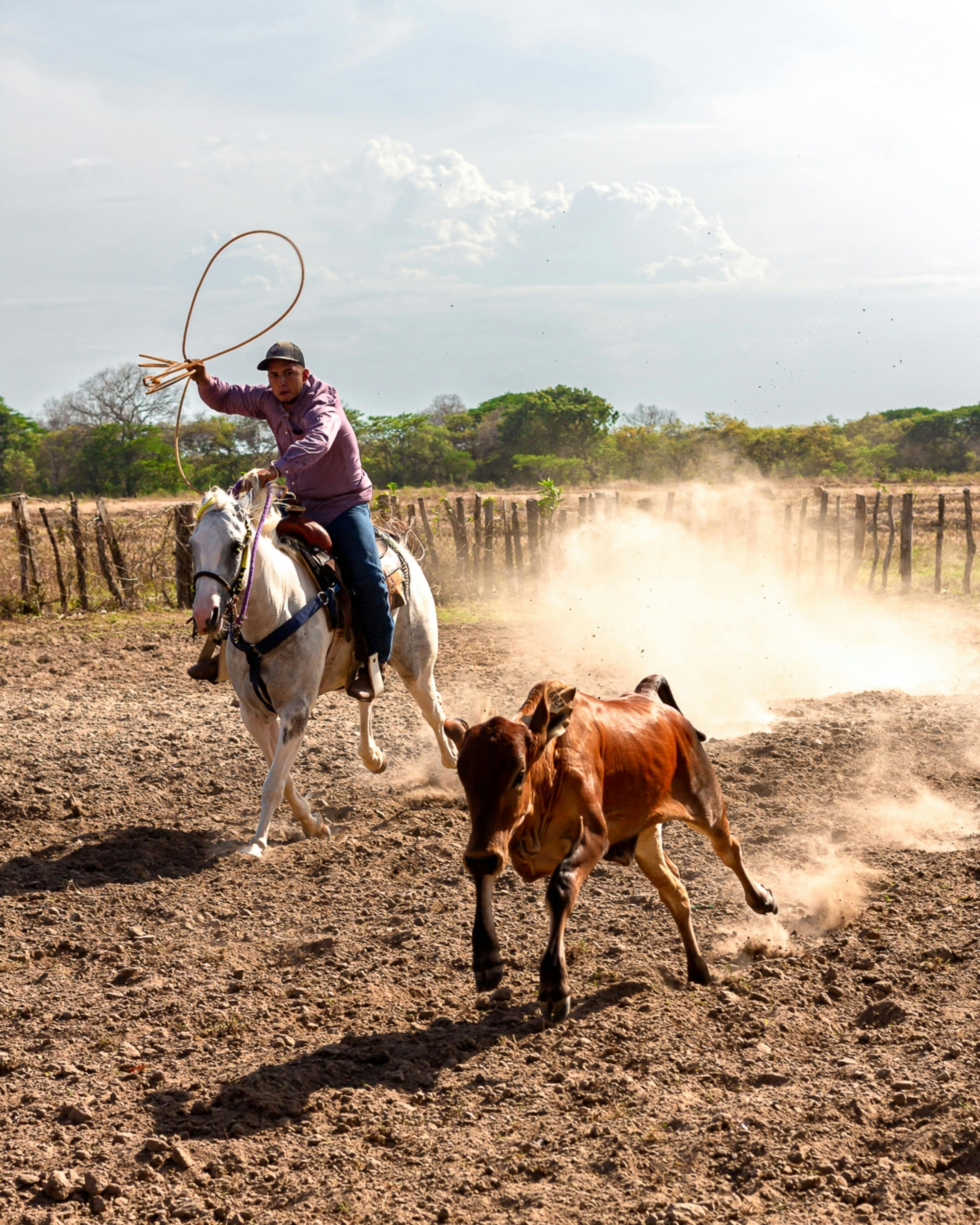 Rancher Catching a Bull Calf with a Lasso Riding a Horse · Free Stock Photo