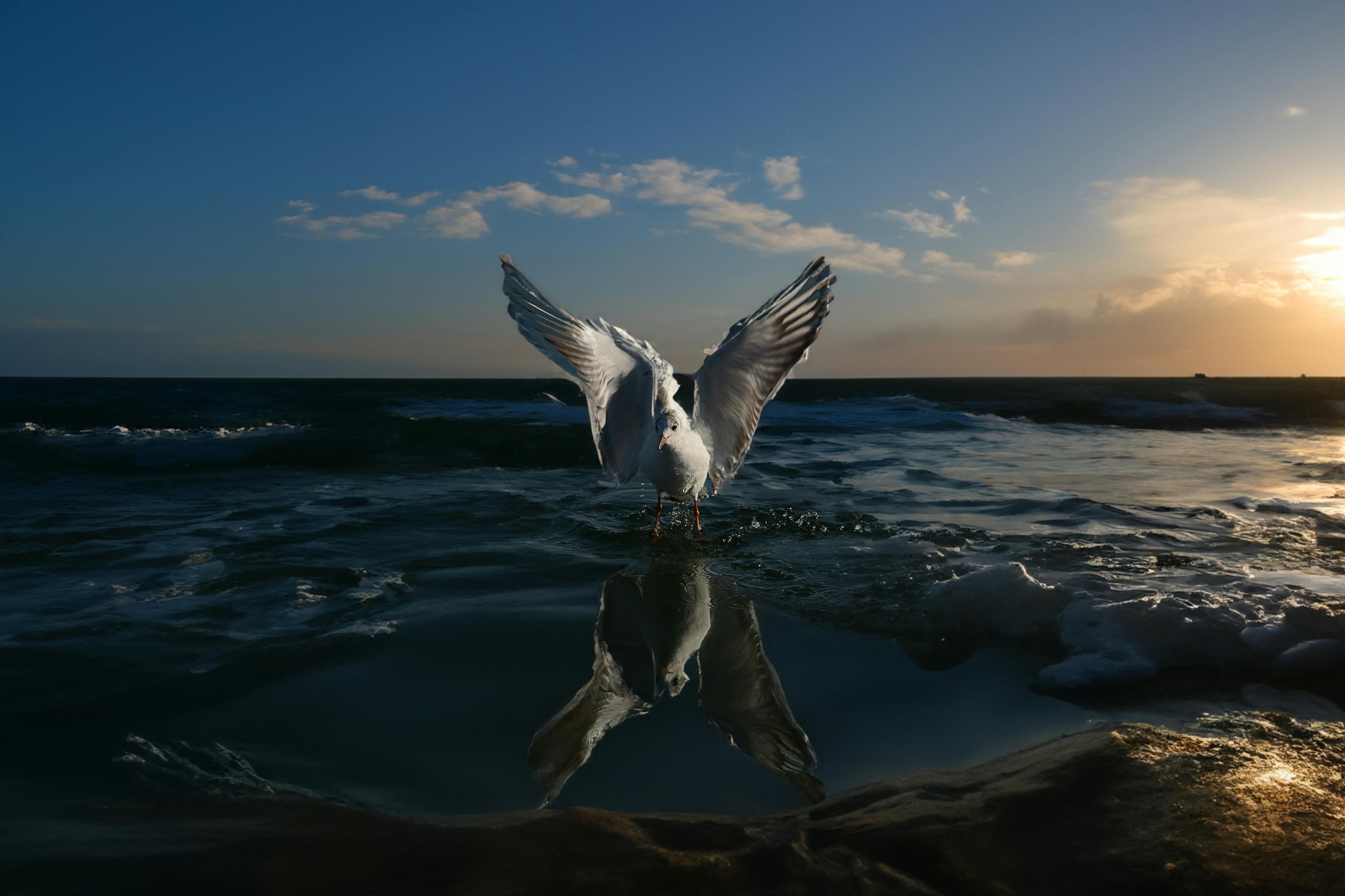 Seagull with Landing on the Sea · Free Stock Photo