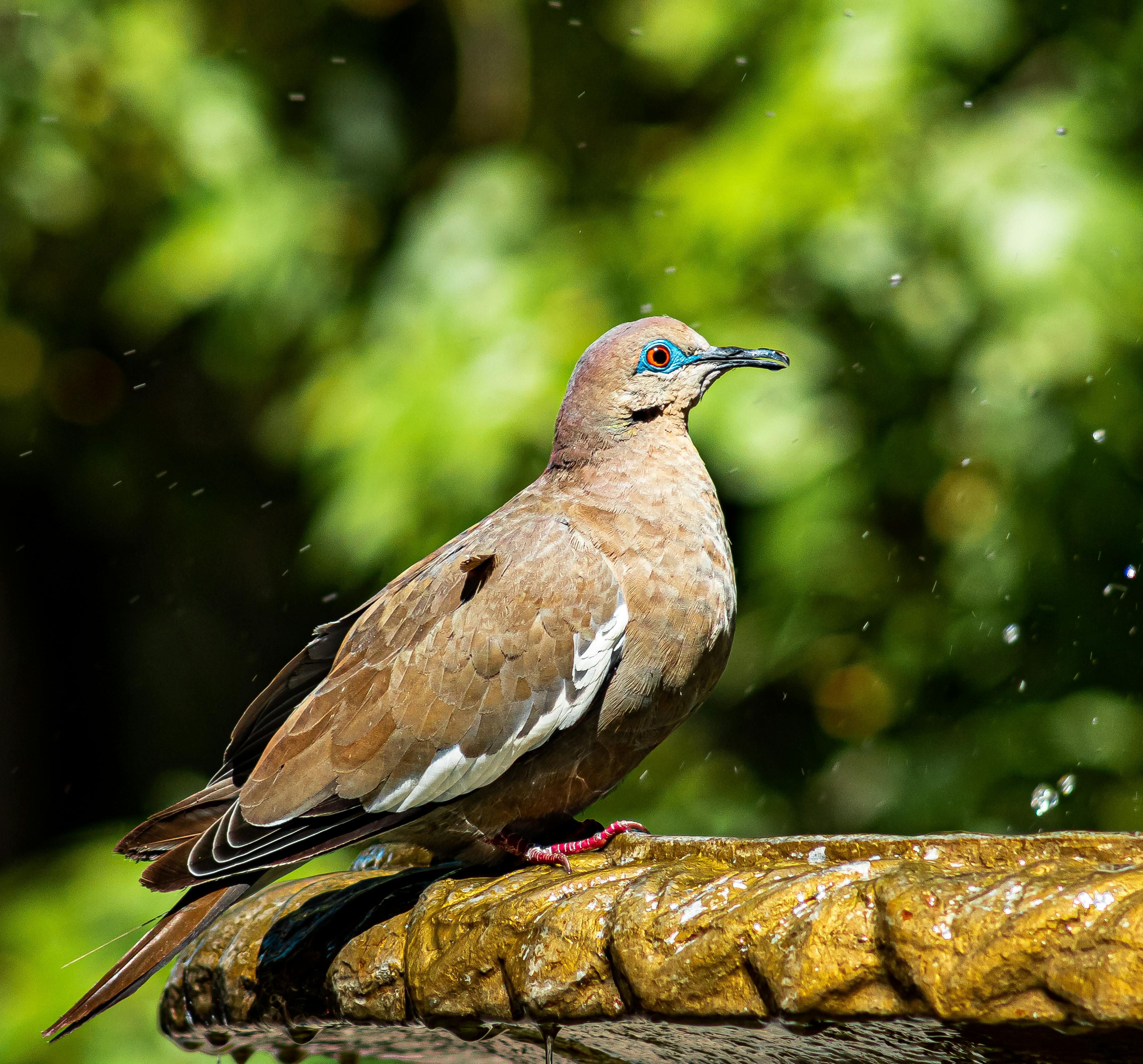 Pacific Dove Standing on the Edge of the Fountain · Free Stock Photo