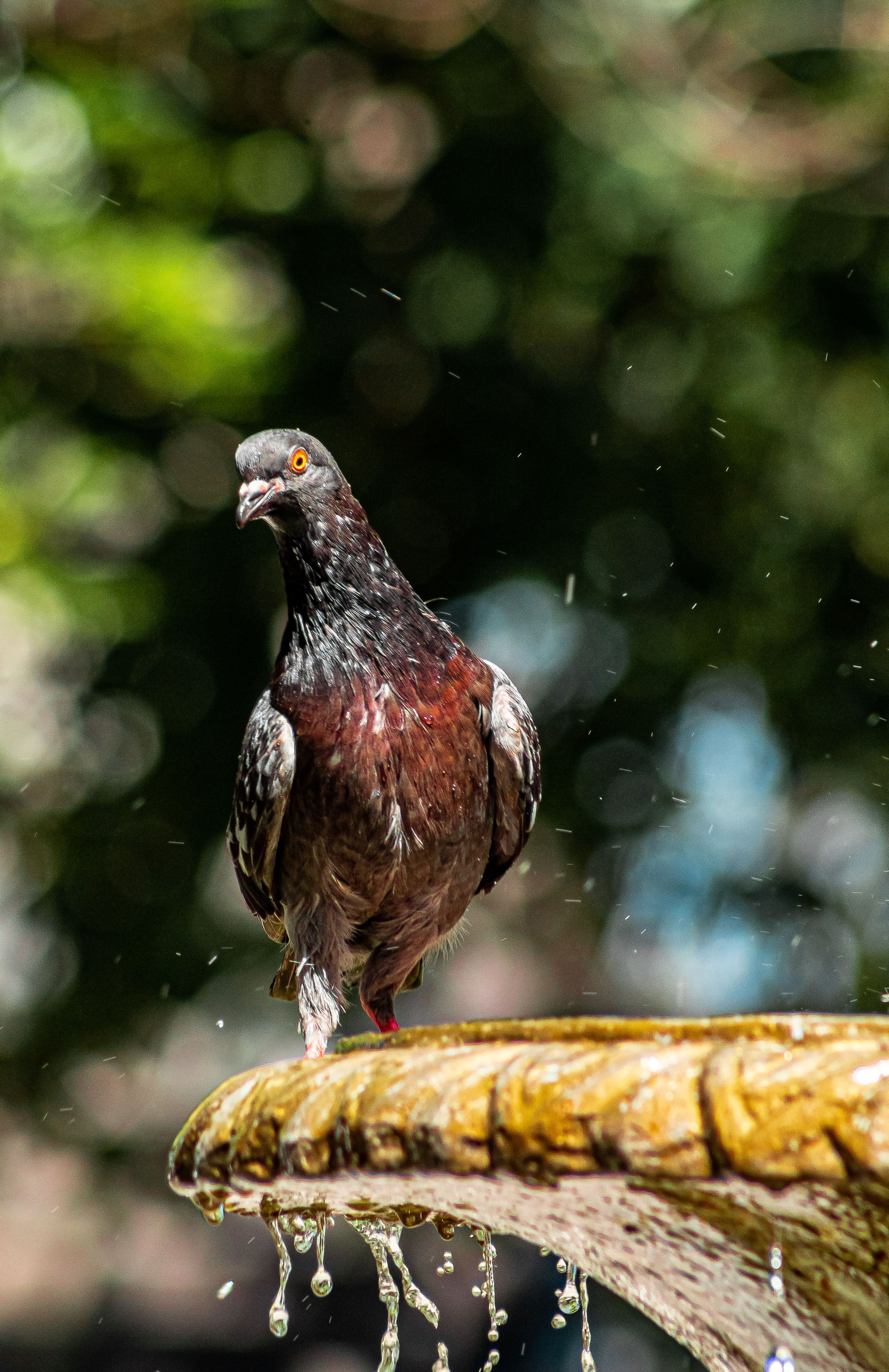 Pigeon In Fountain Photos, Download The BEST Free Pigeon In Fountain ...