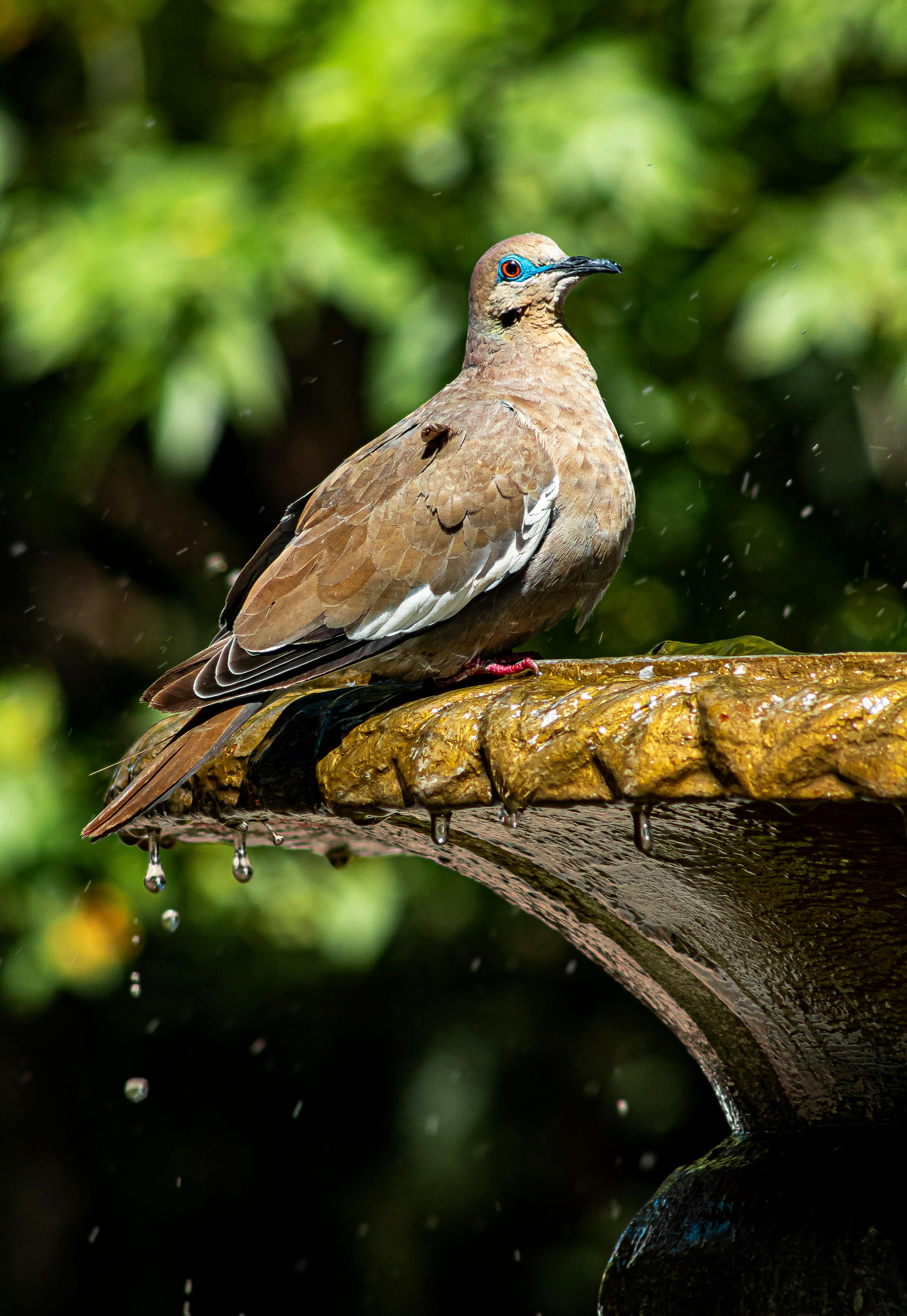 Pacific Dove Cooling Off by the Fountain · Free Stock Photo