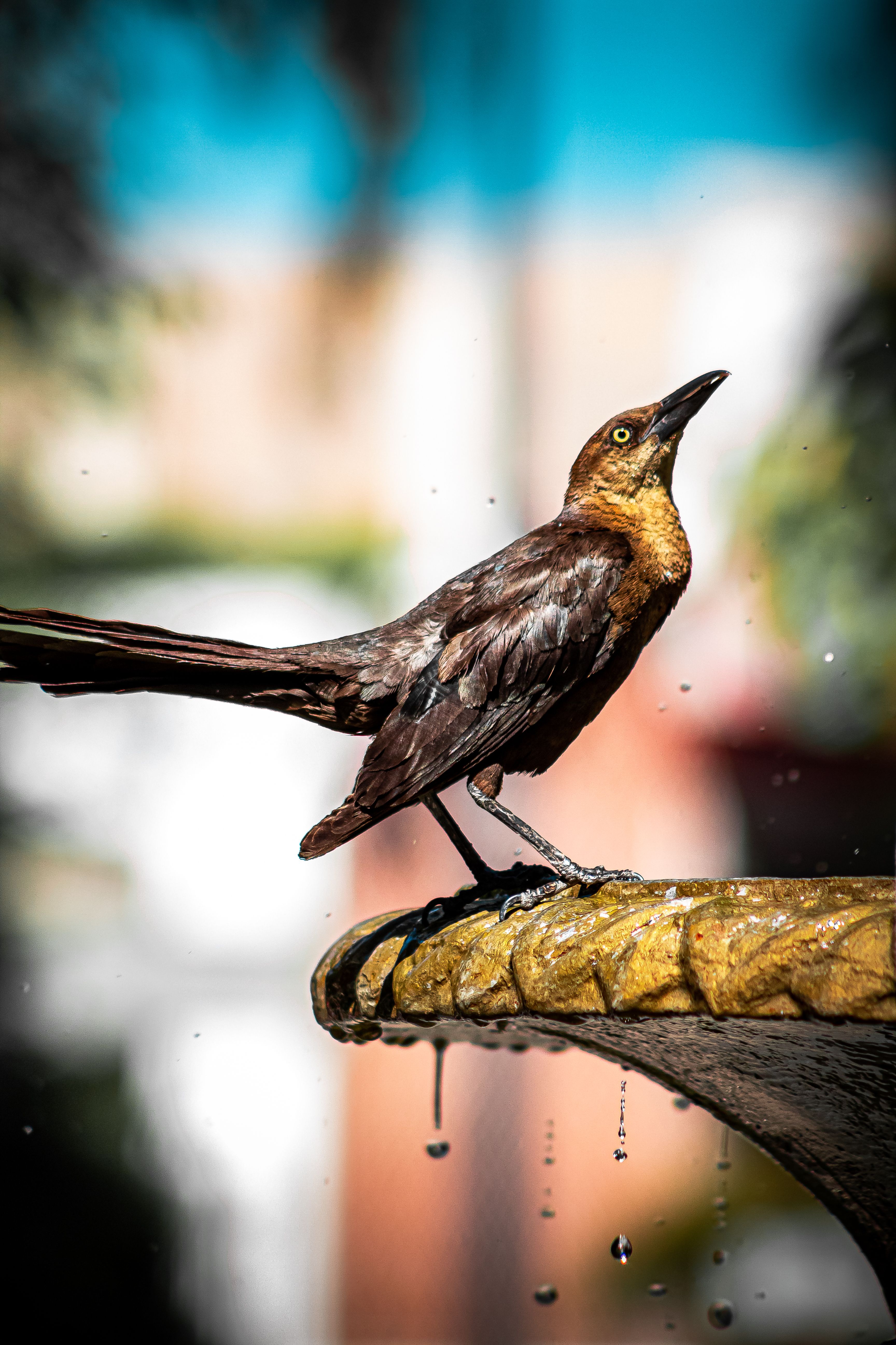 Female Mexican Grackle Drinking from the City Fountain · Free Stock Photo