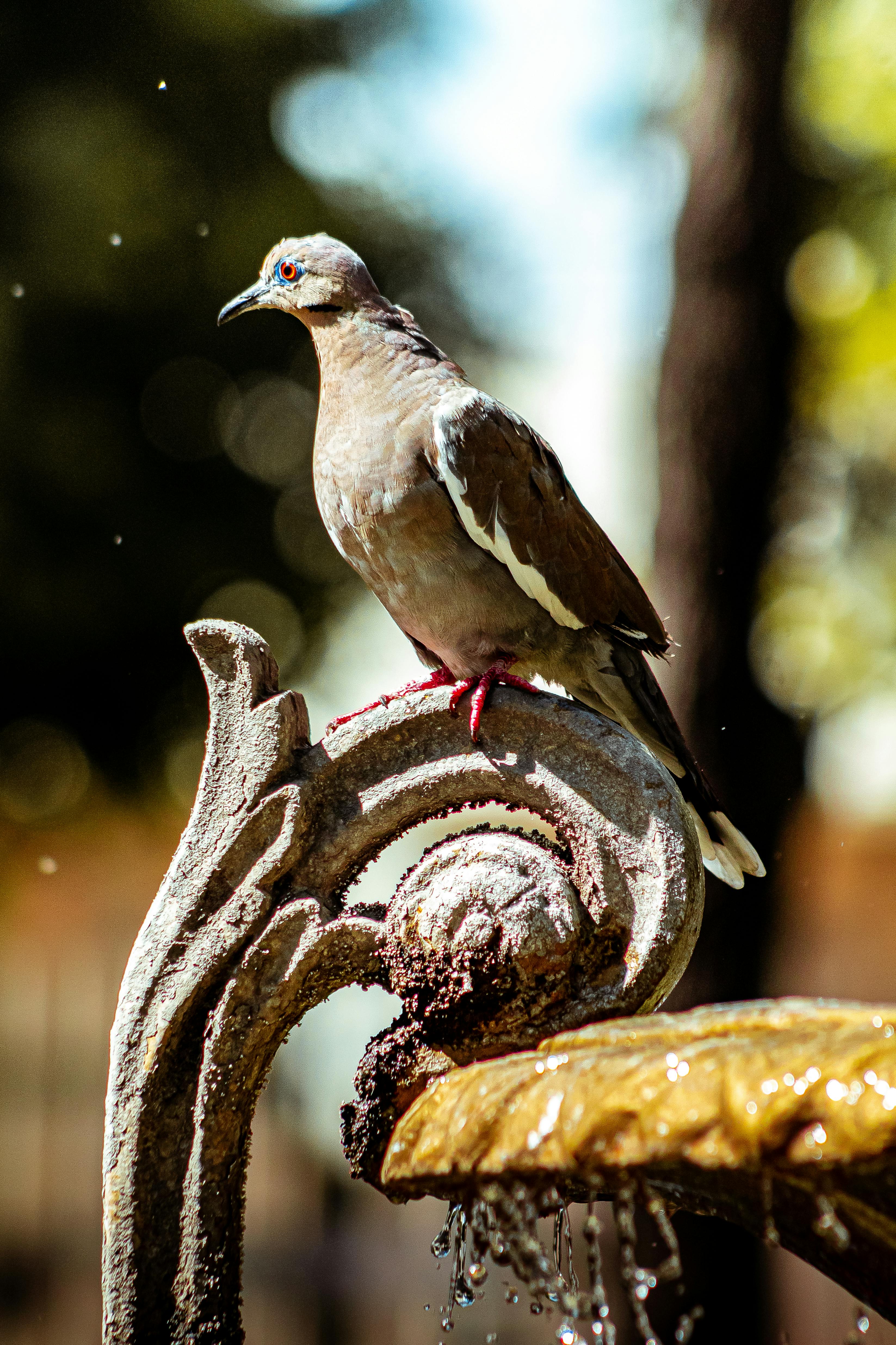 West Peruvian Dove Looking Around from the Fountain · Free Stock Photo