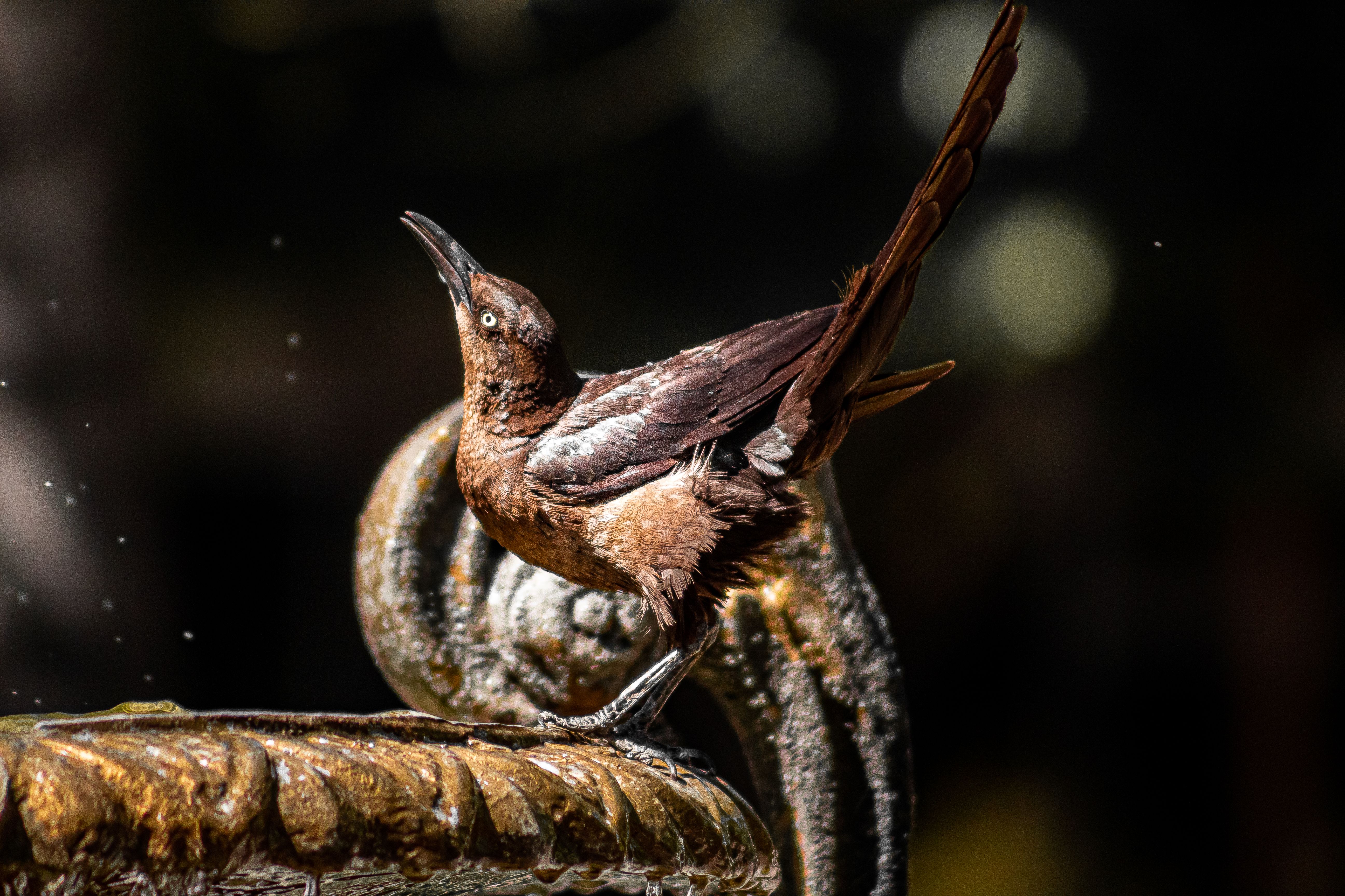 Great-tailed Grackle Drinking Water from the Fountain · Free Stock Photo